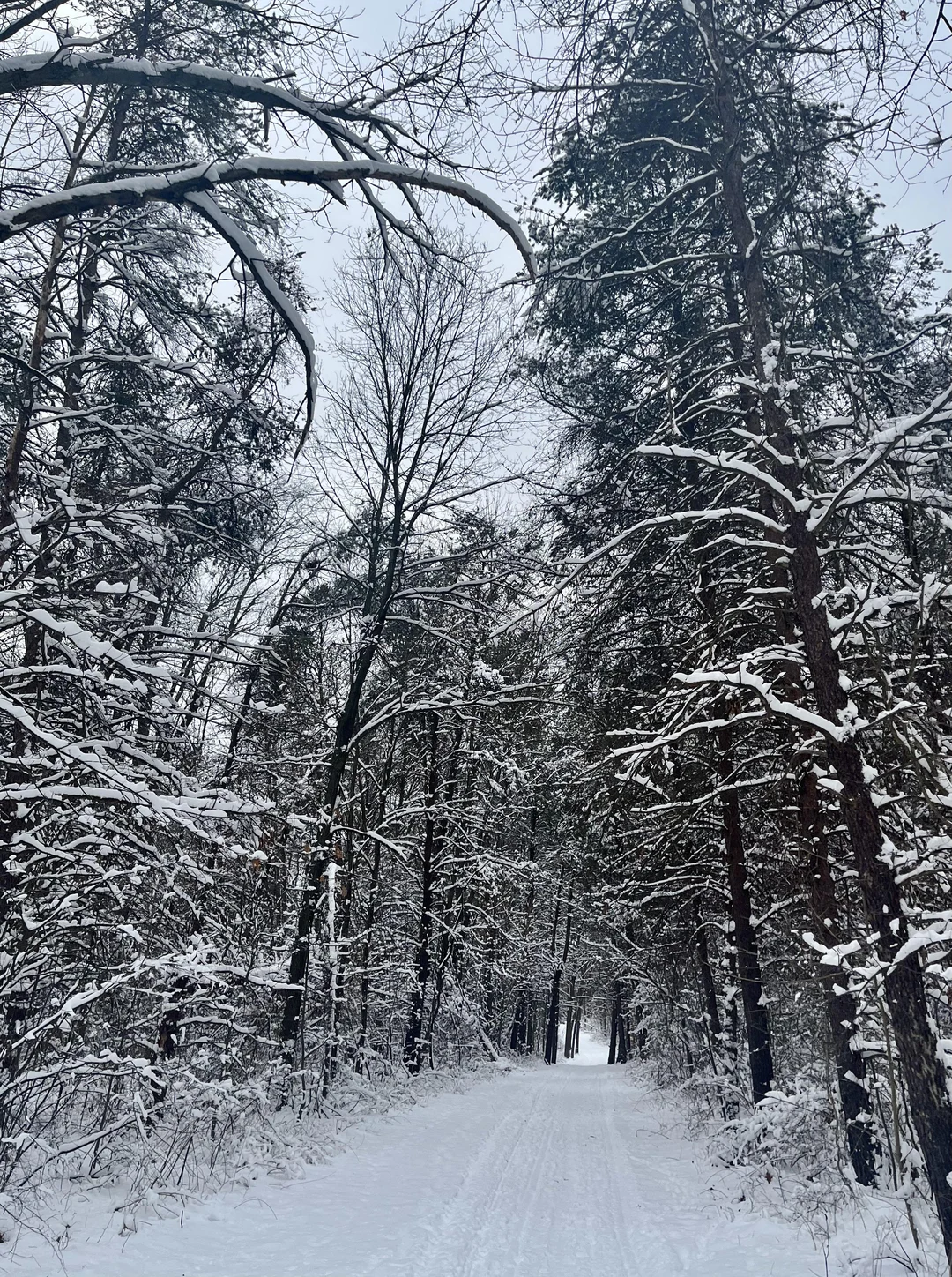 Frozen forest pathway Michigan [2729x3660] (OC) | Scrolller