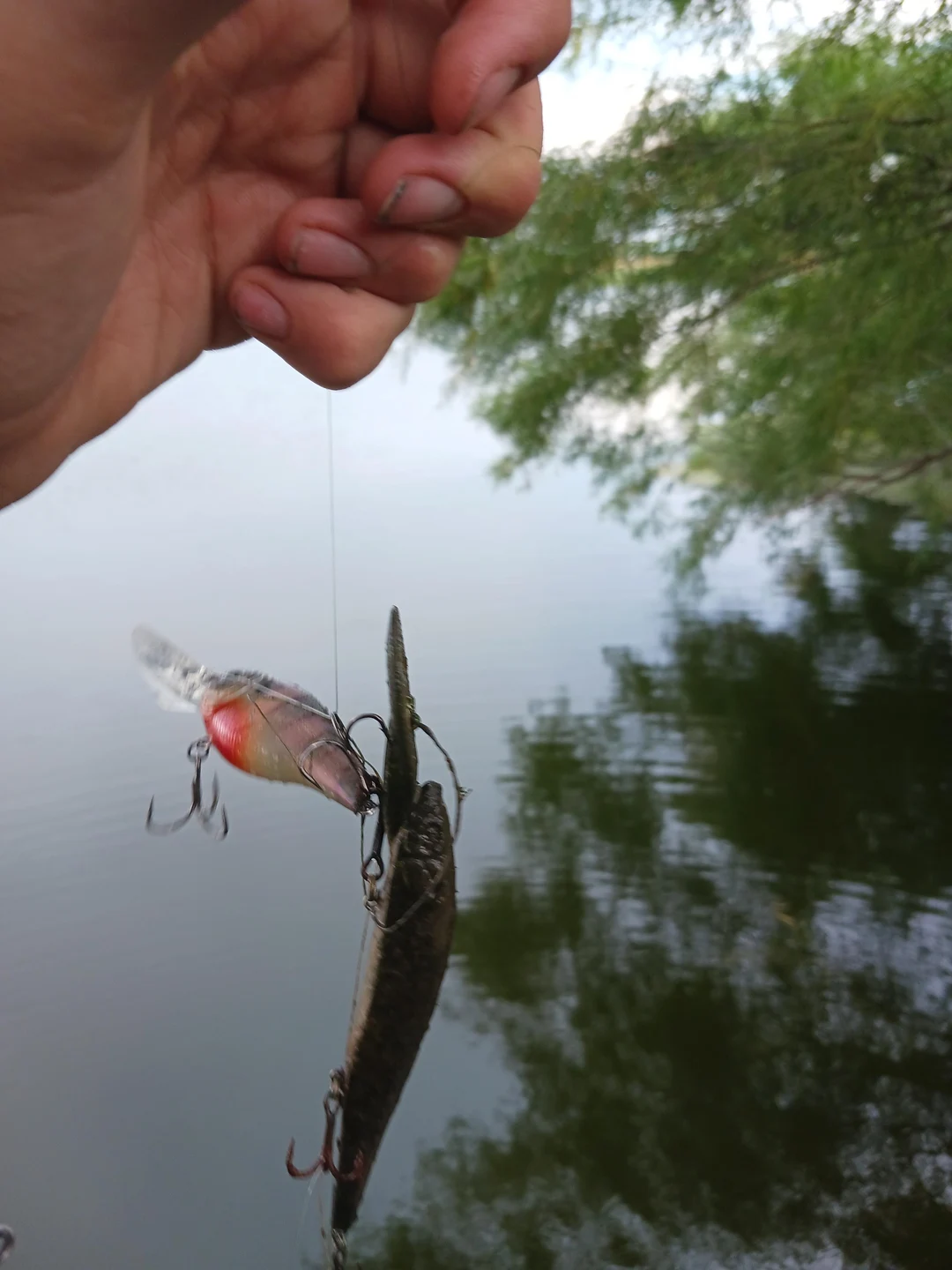 got a nice 9 incher with a crankbait. think this Is my PB | Scrolller