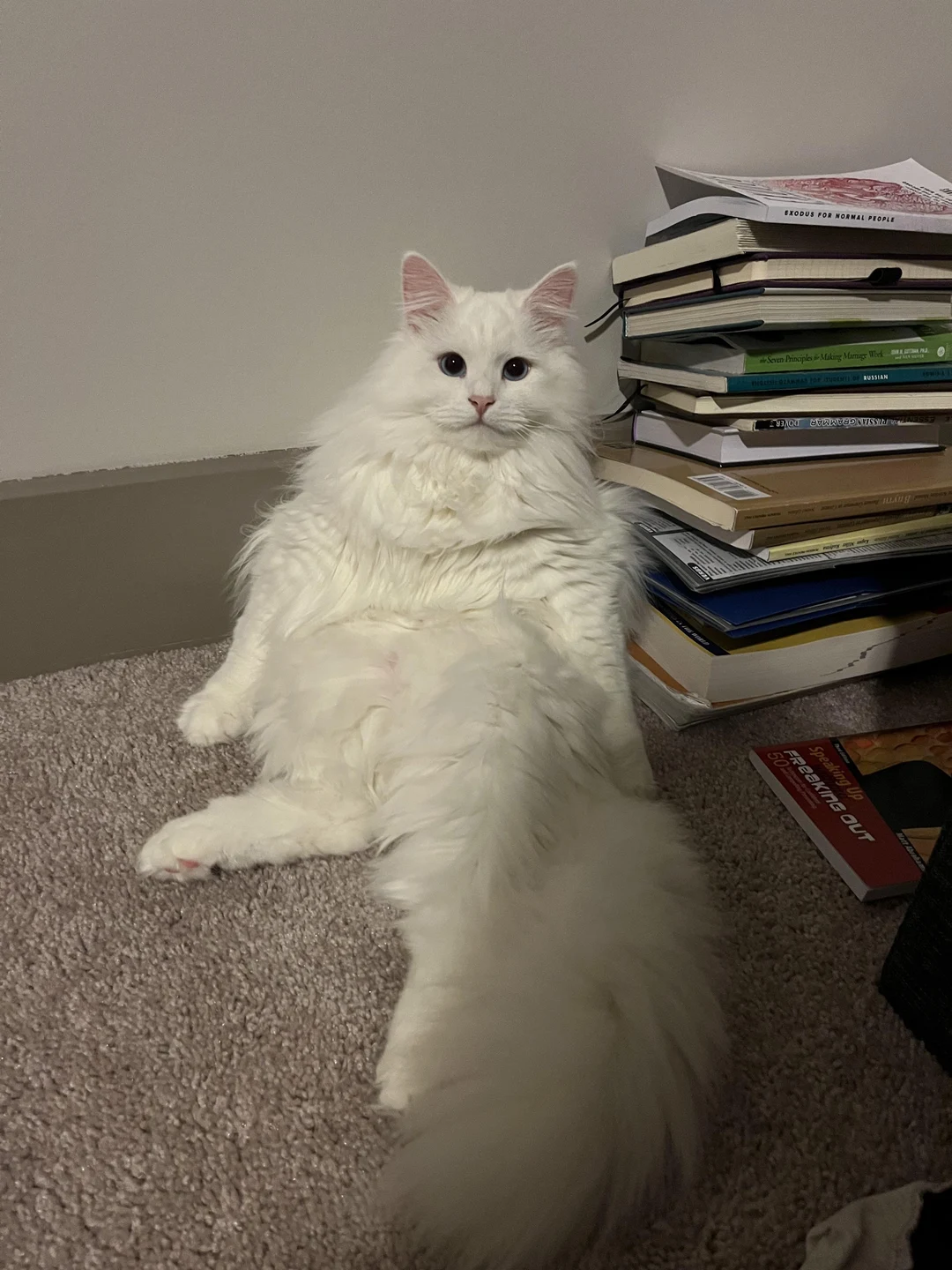 Carly the floof next to books 📚 | Scrolller