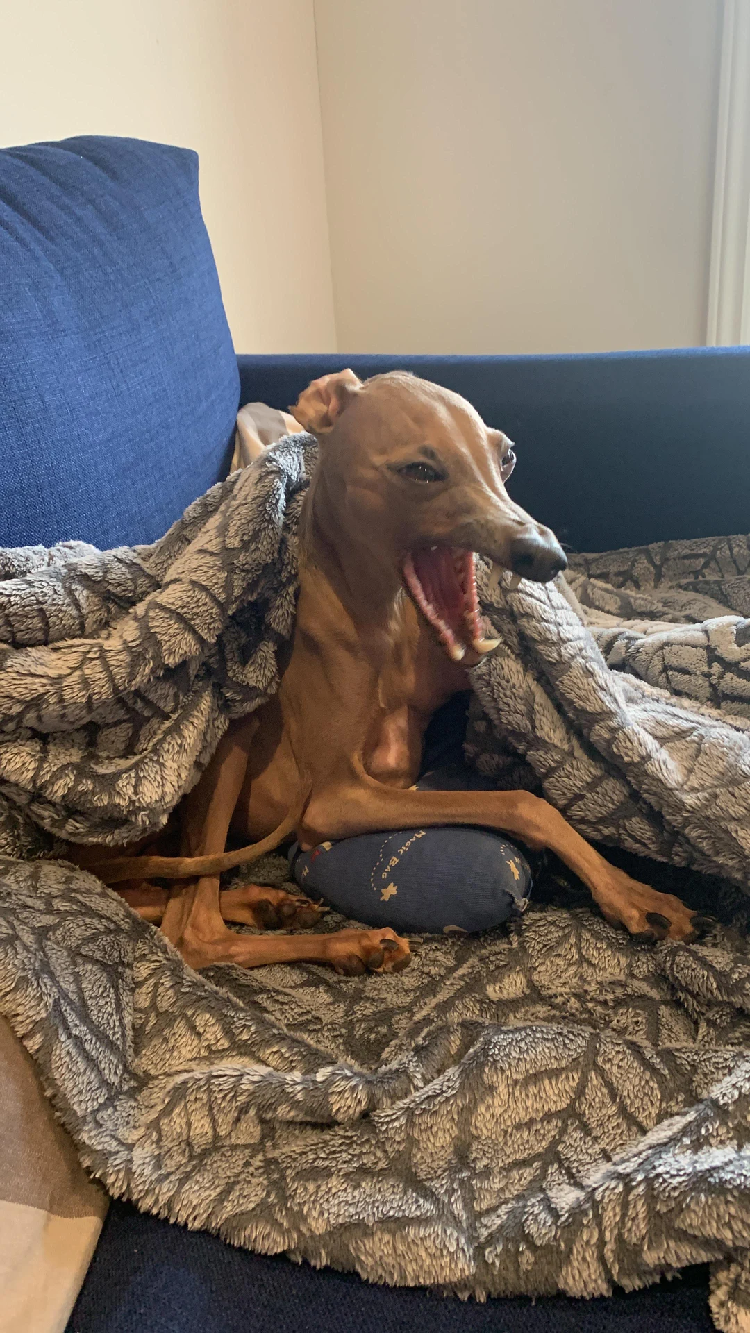 [OC] My little derp. And yes, he loves his hot pack. | Scrolller