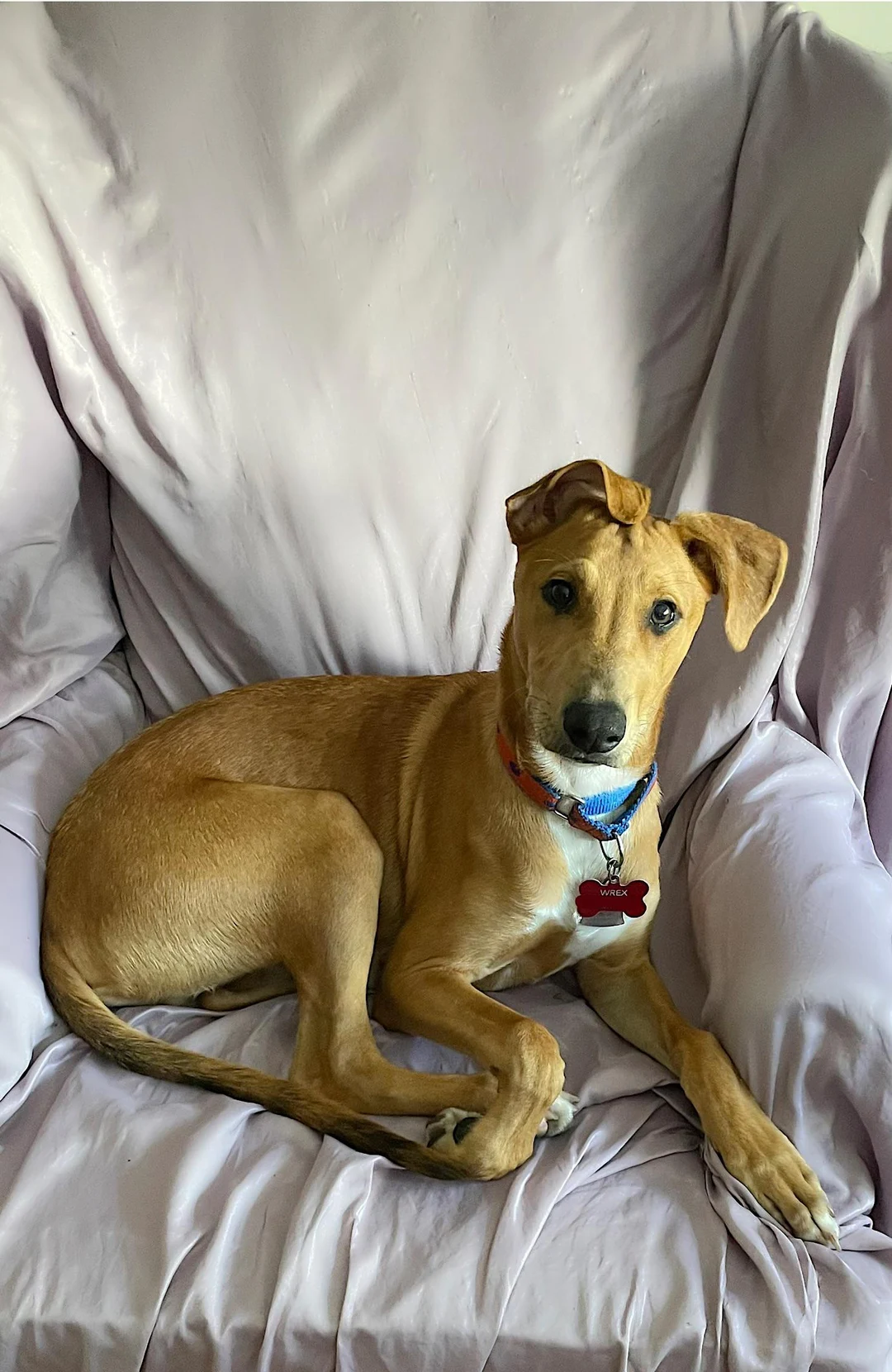 Have you ever seen a cuter lurcher? | Scrolller