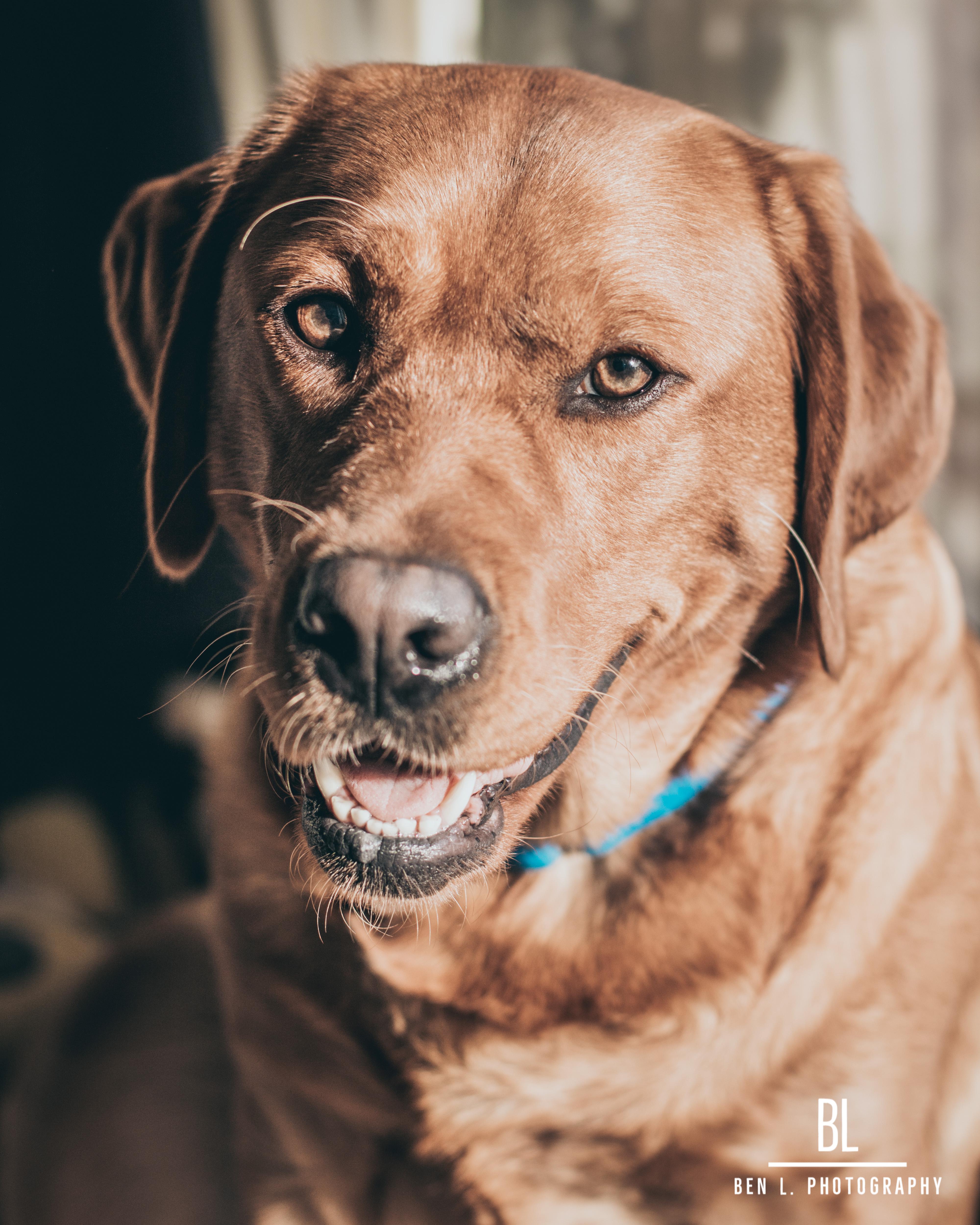 (OC) beautiful pup | Scrolller