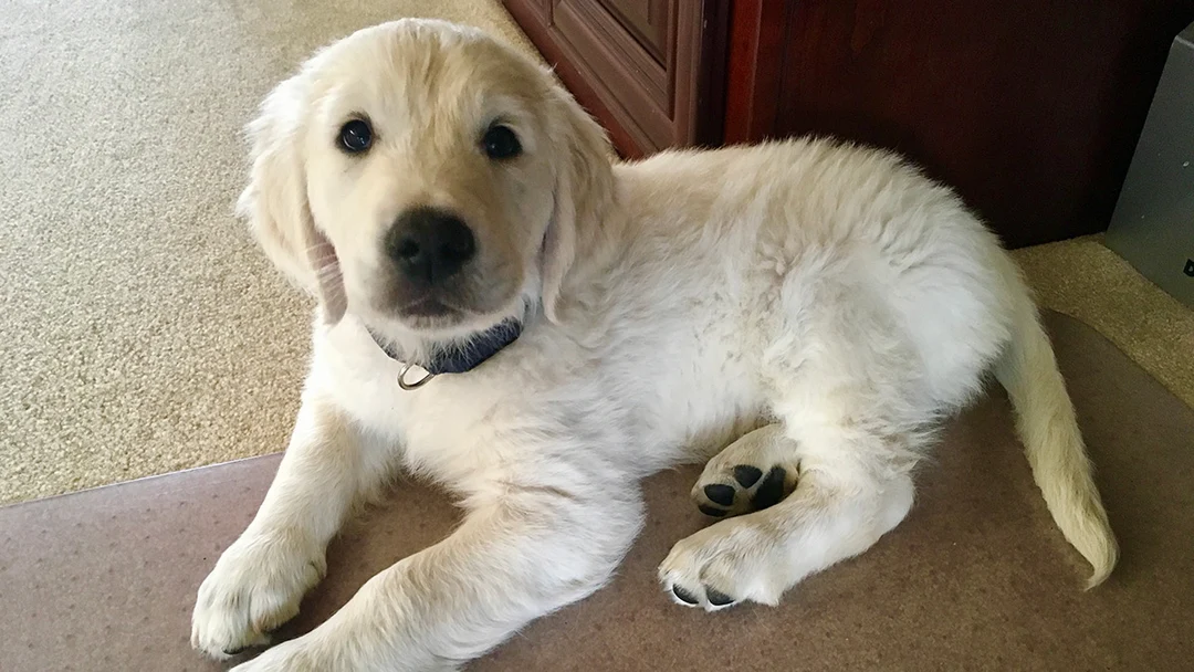 Meet Latte | Scrolller