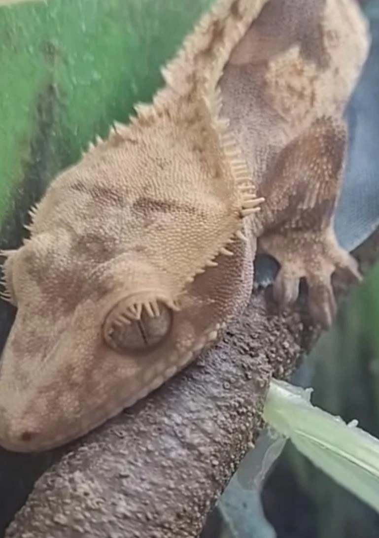 Adorable Crested Gecko | Scrolller