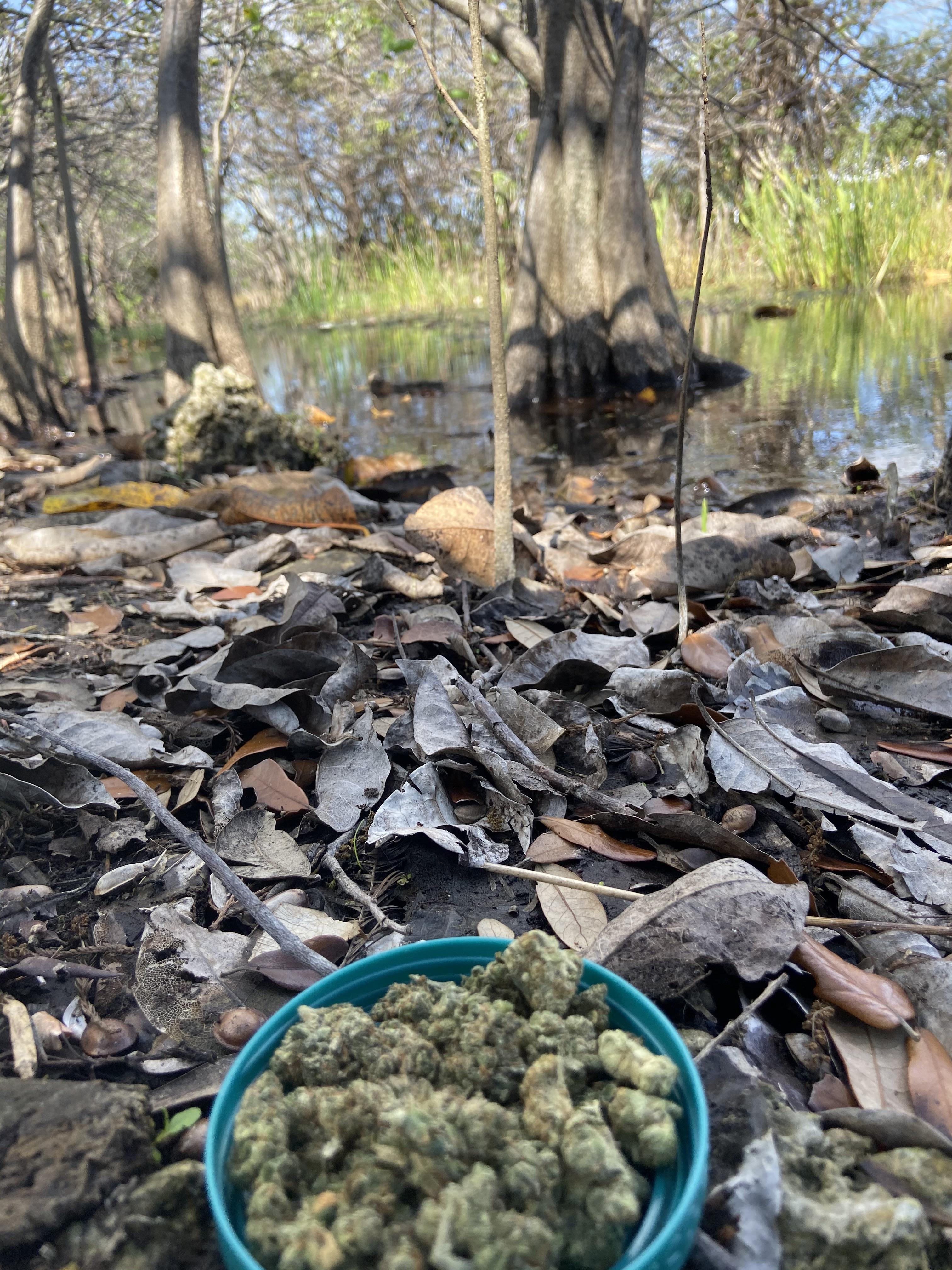 Lil nugs | Scrolller