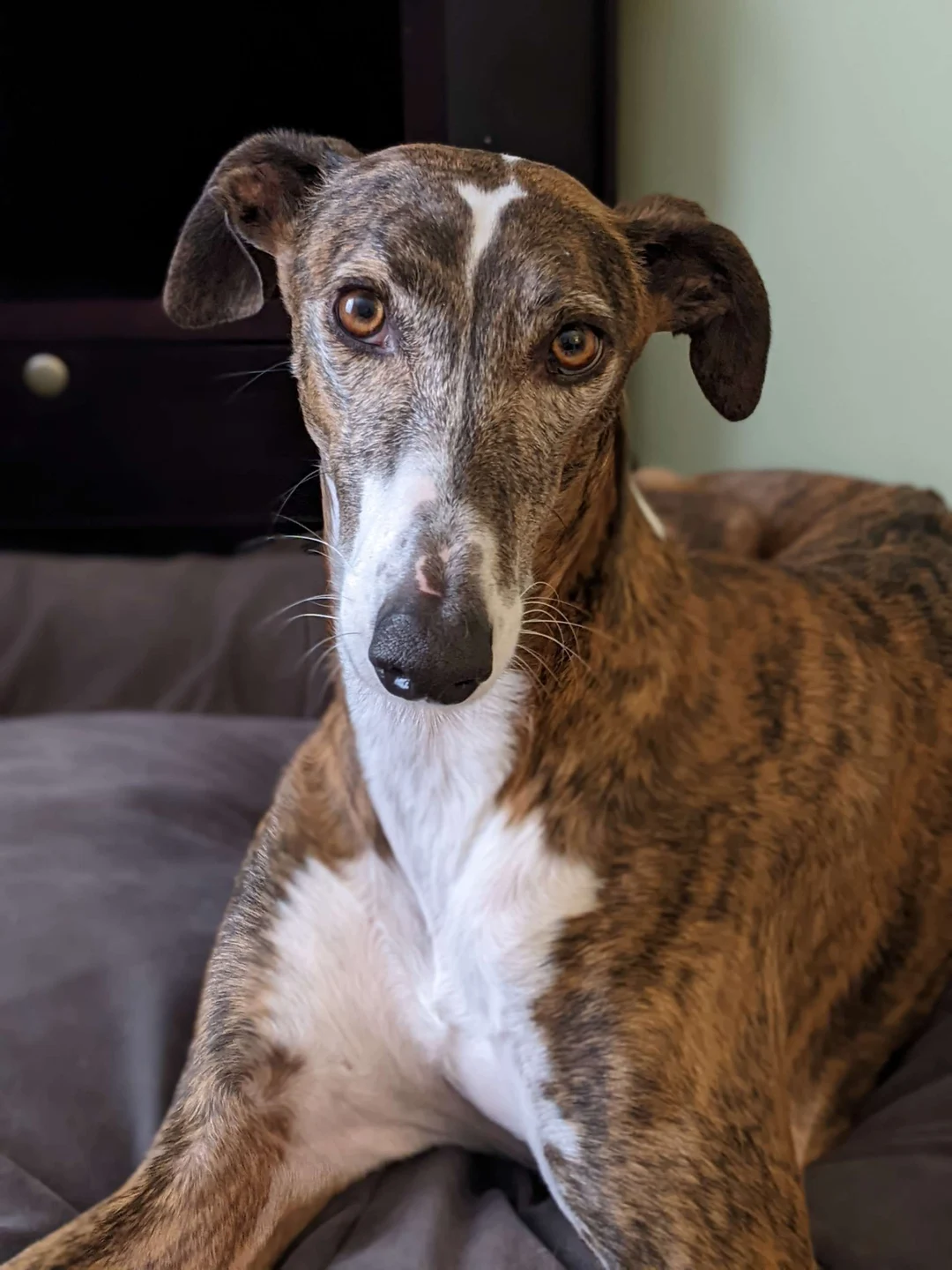 Discover more like Greyhounds: He gives me this look and I just hand over my wallet. Whatever ...