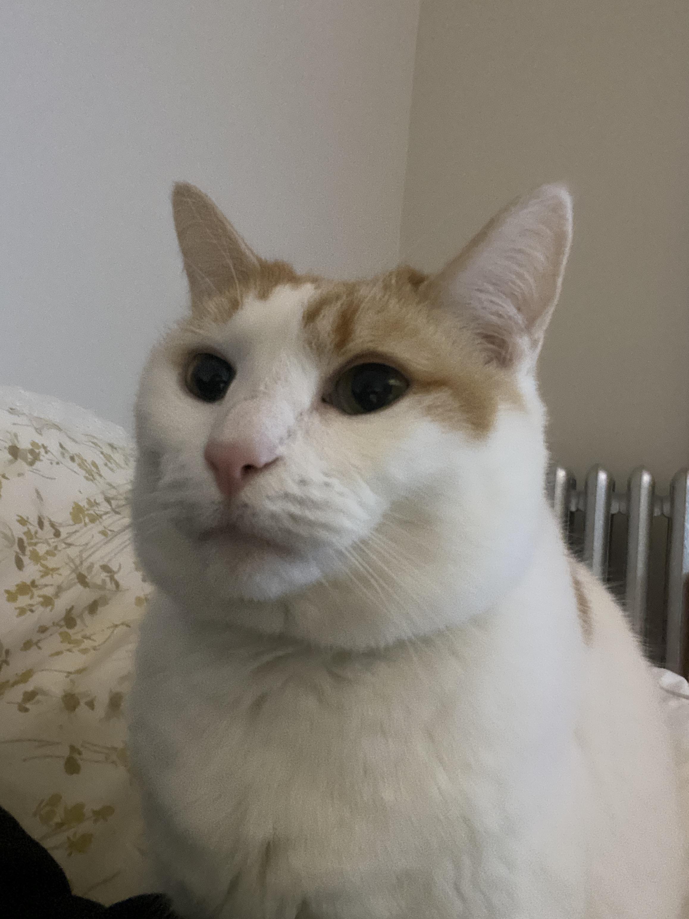 Deuce was standing next to me and wanted to say hi | Scrolller