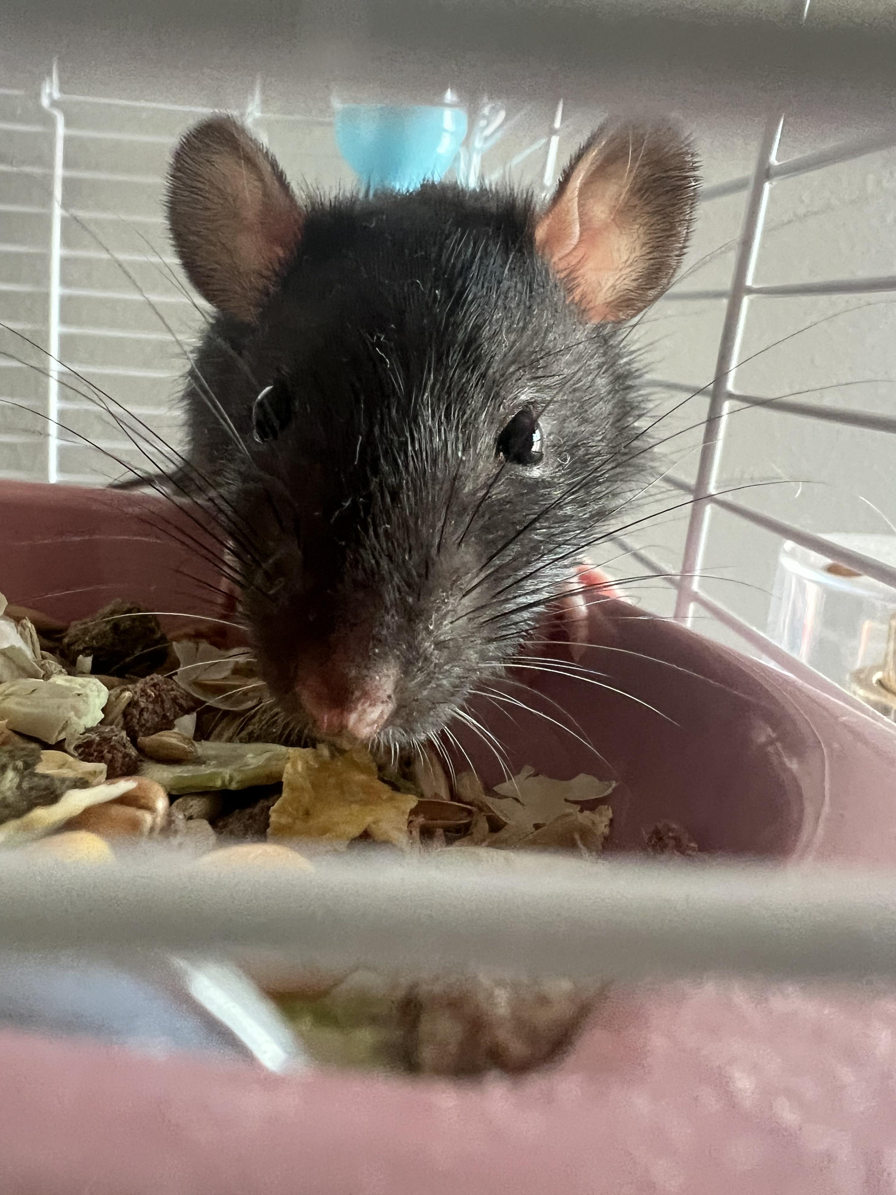 Feeder rat turned boujee rat | Scrolller