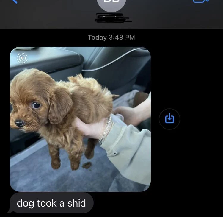My friend just got her gma a new dog .. | Scrolller