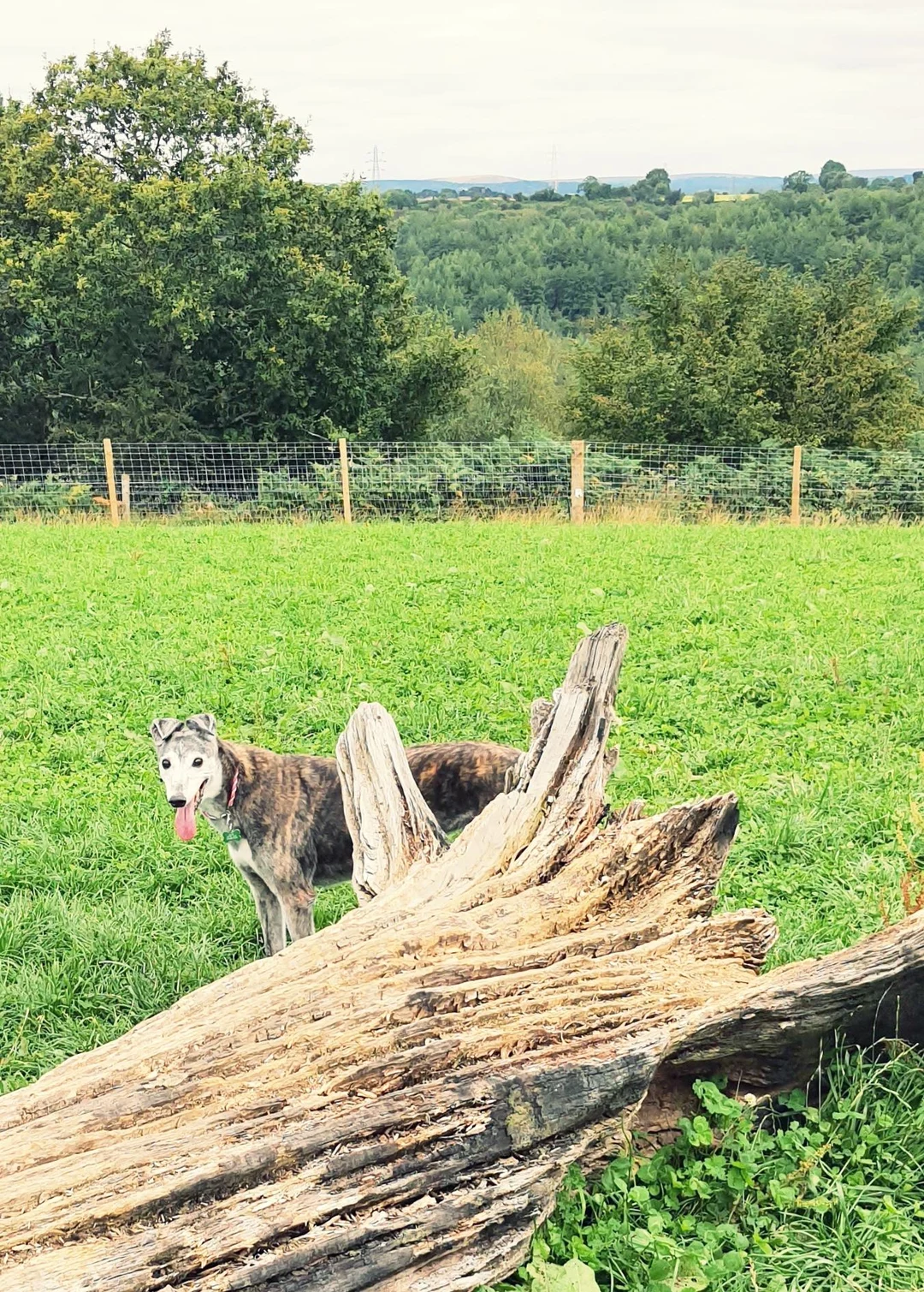 Just a girl and her log 🥰 Mia 💟 | Scrolller