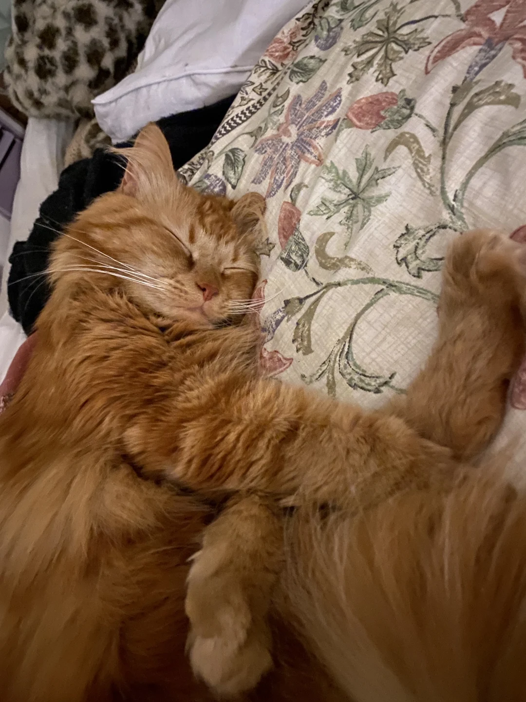 Happy, sleepy Bean | Scrolller