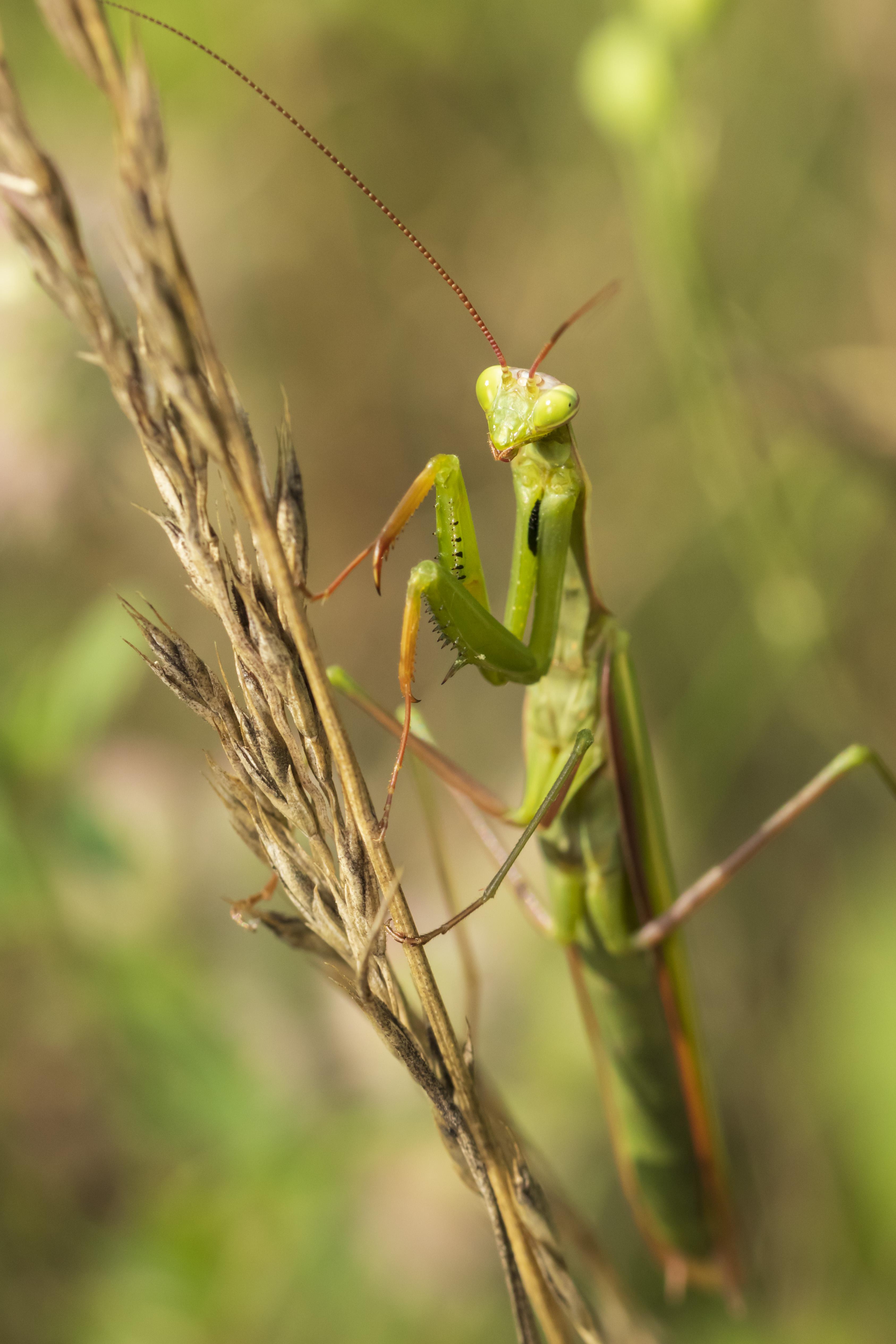 Praying mantis [4000x6000] | Scrolller