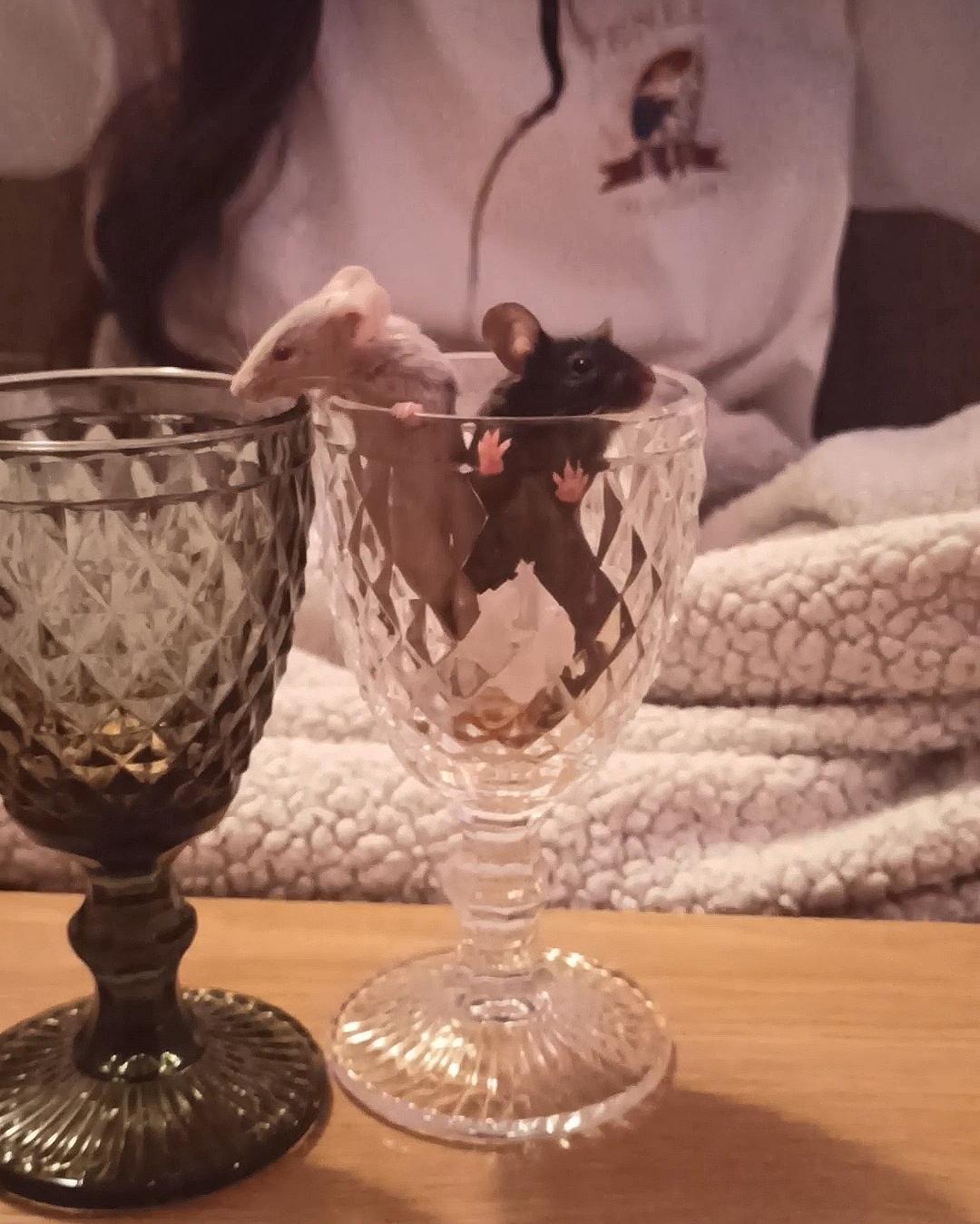 My new mice, Nix and Helios | Scrolller