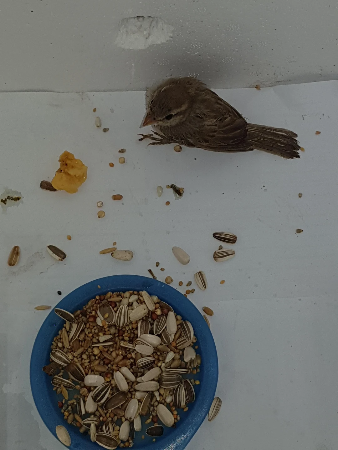 Cockatiel pecking sparrow | Scrolller