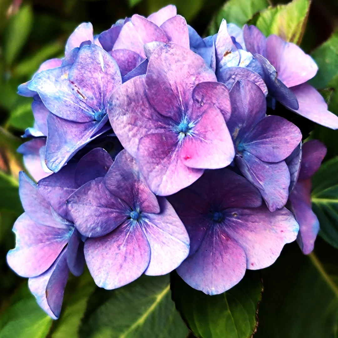 Some beautiful fall Hydrangea | Scrolller