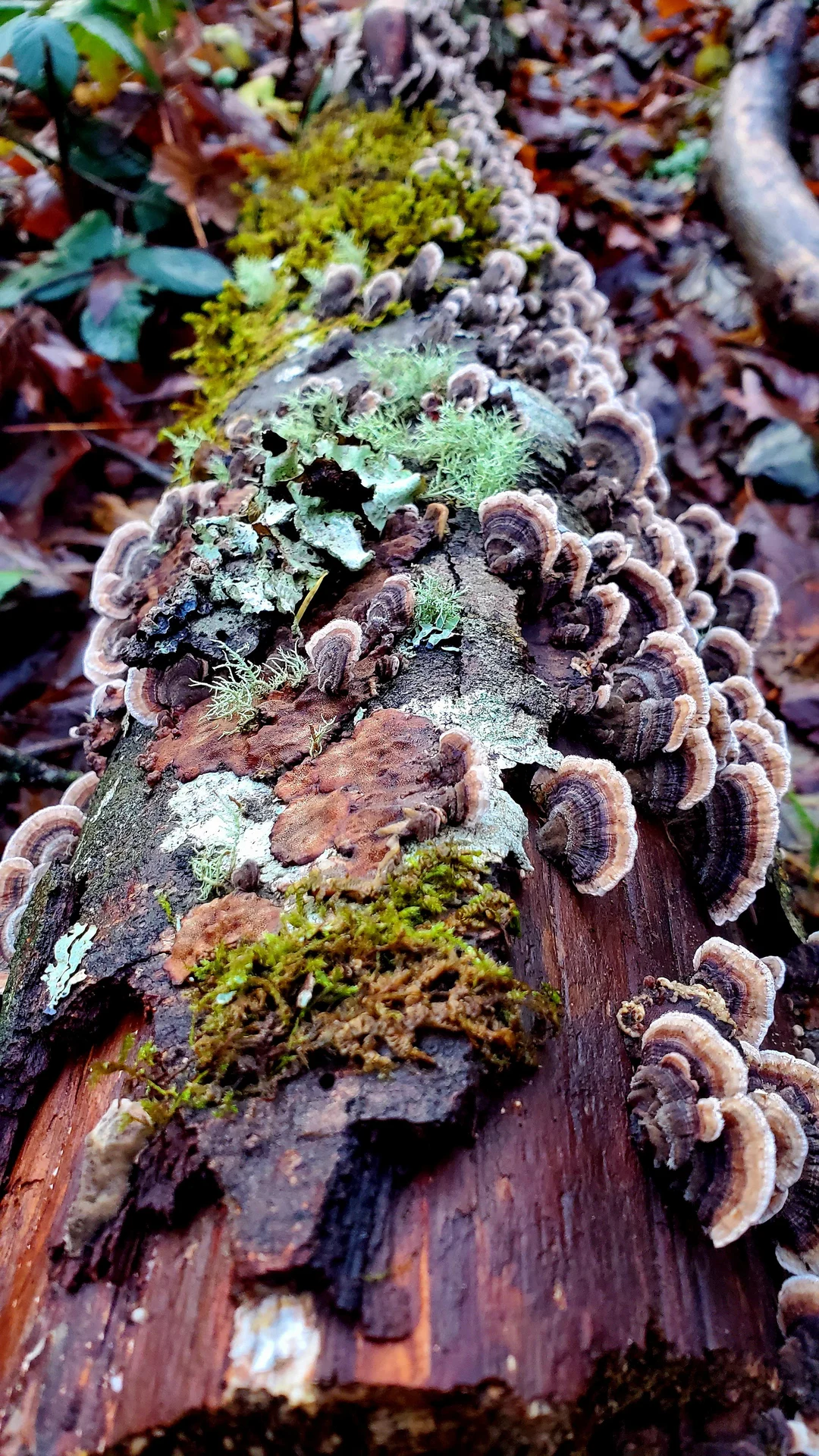 A log full of turkey tails in the Columbia River Gorge. | Scrolller