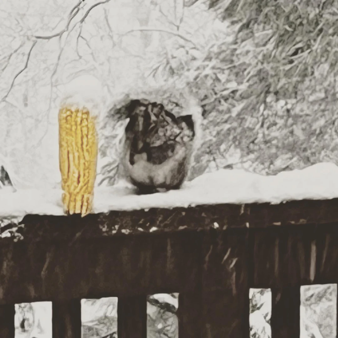 Snowy squirrel | Scrolller