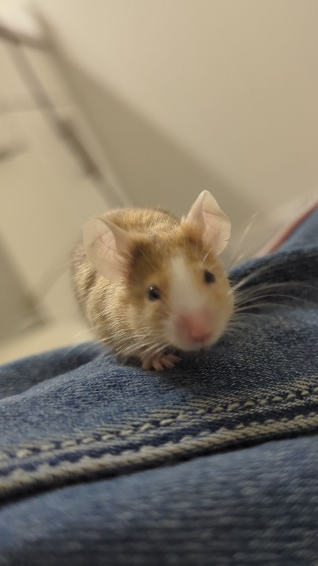 How do I transport my mice? | Scrolller