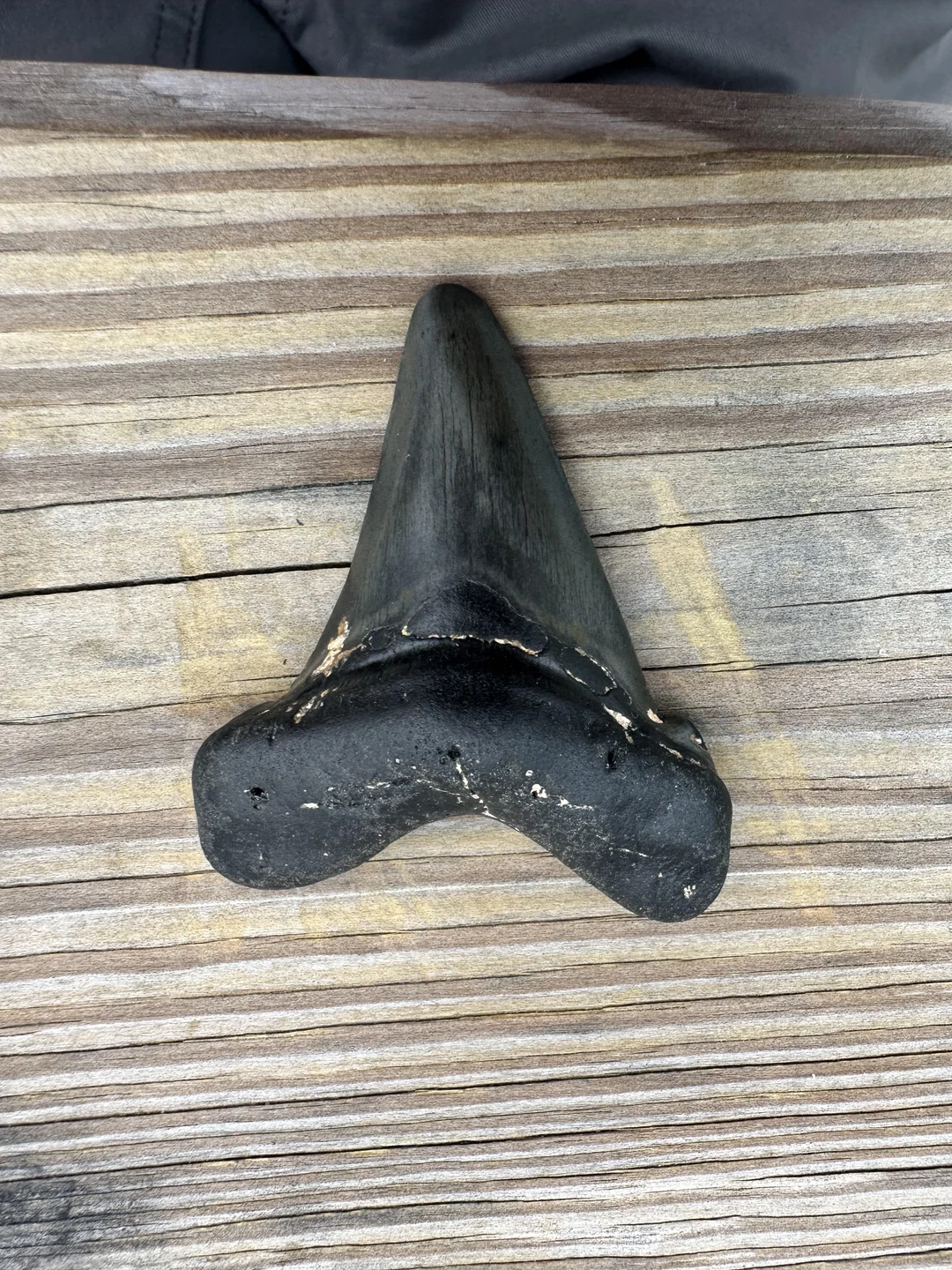 Shark tooth NC | Scrolller