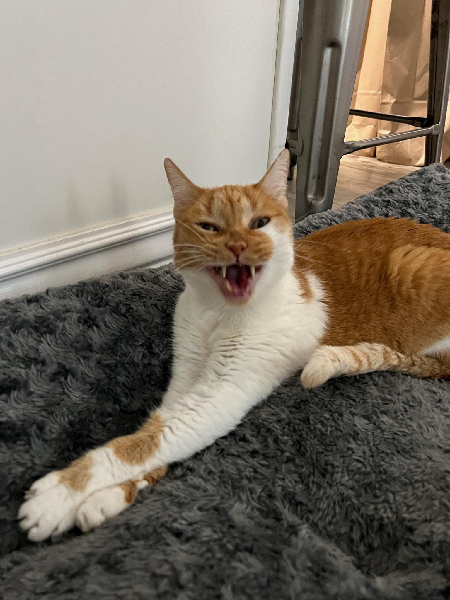 Introducing "Luna-tic". 🤣 | Scrolller