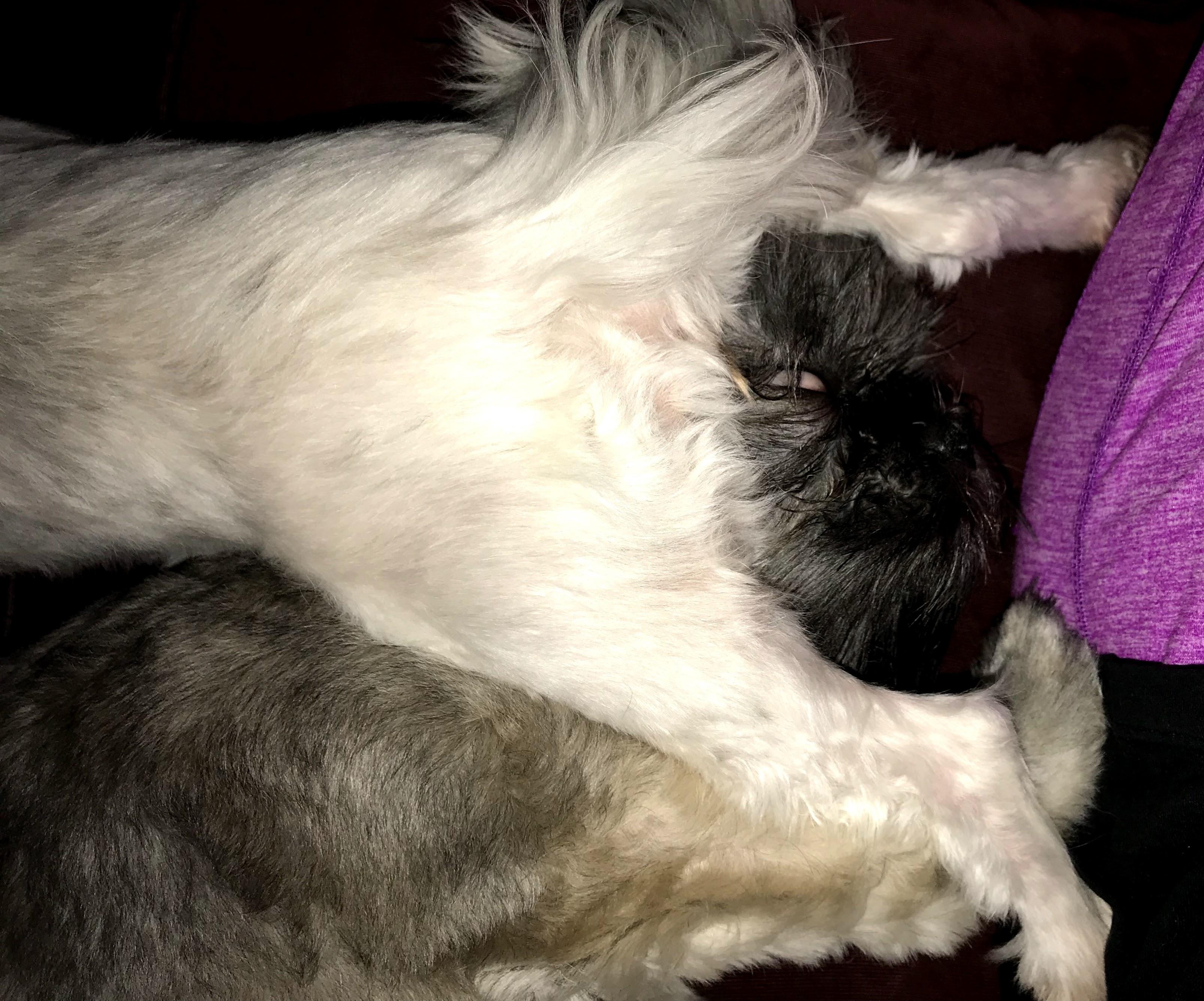 Sploot blanket | Scrolller