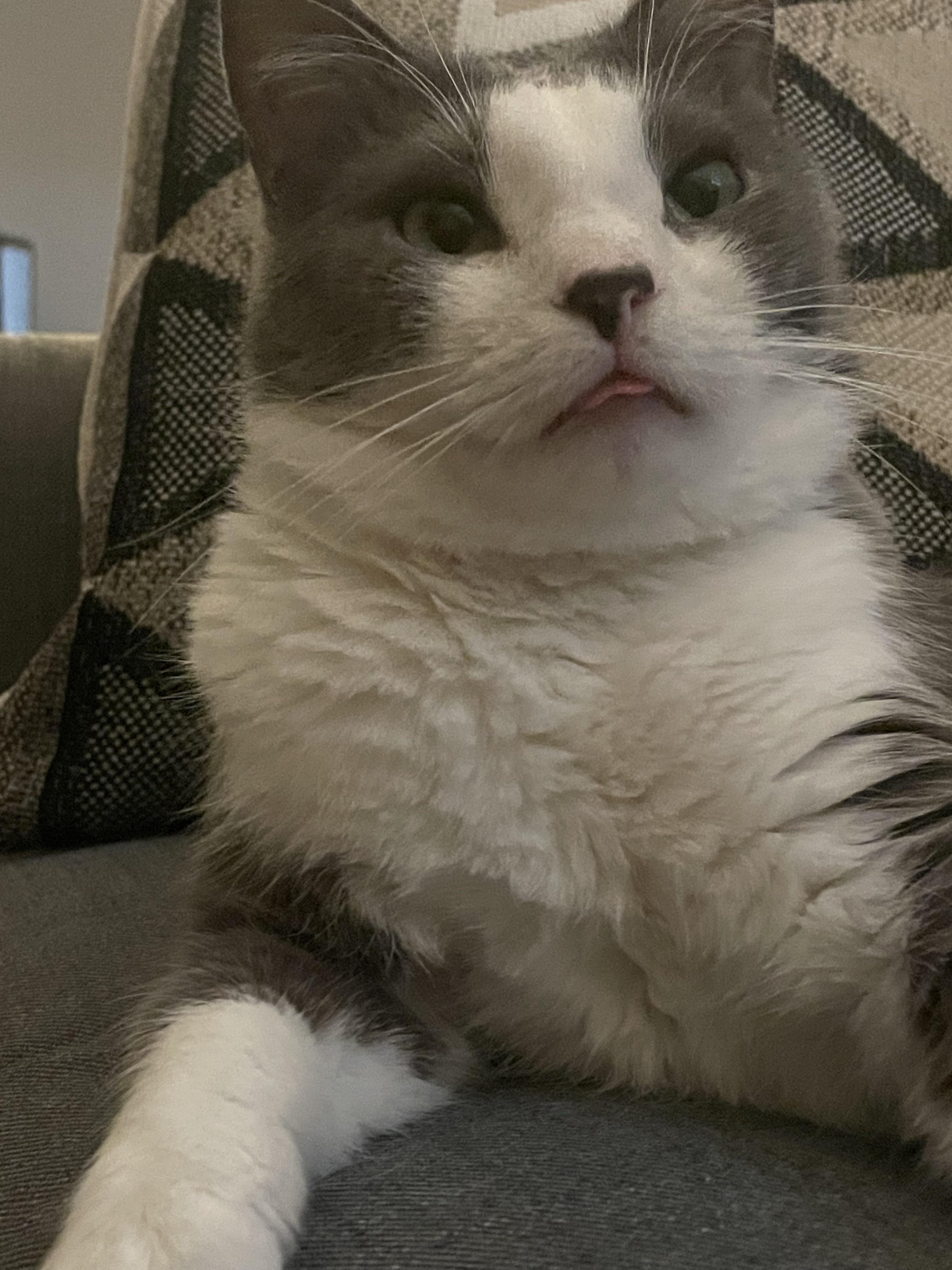 (OC) Finally Caught Theodore’s Blep | Scrolller
