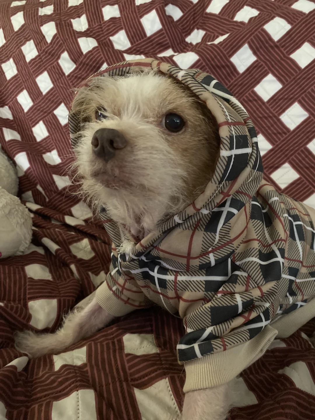 Basil needed his hoodie on this chilly day | Scrolller