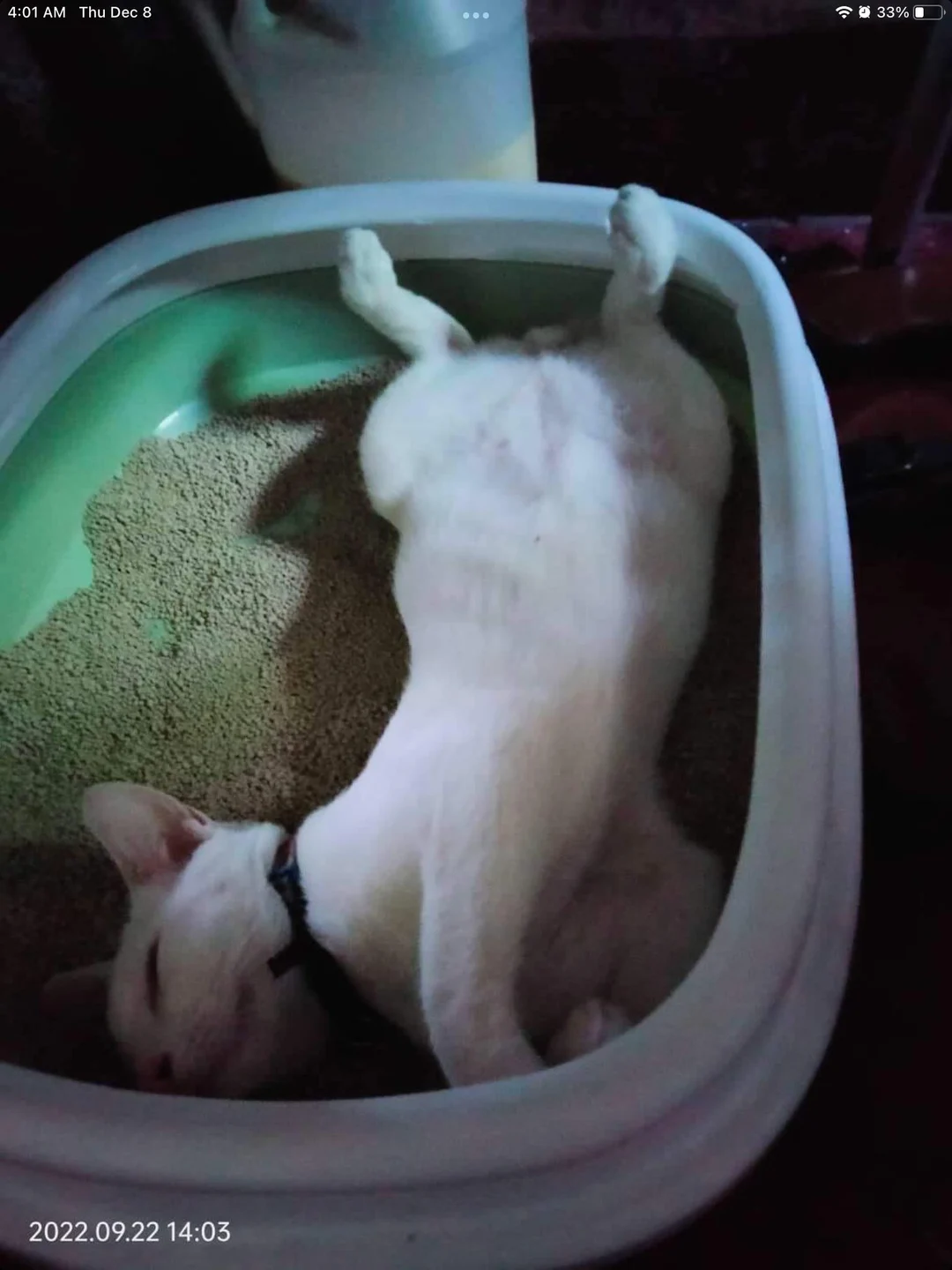 litter box?? more like litter bed... | Scrolller