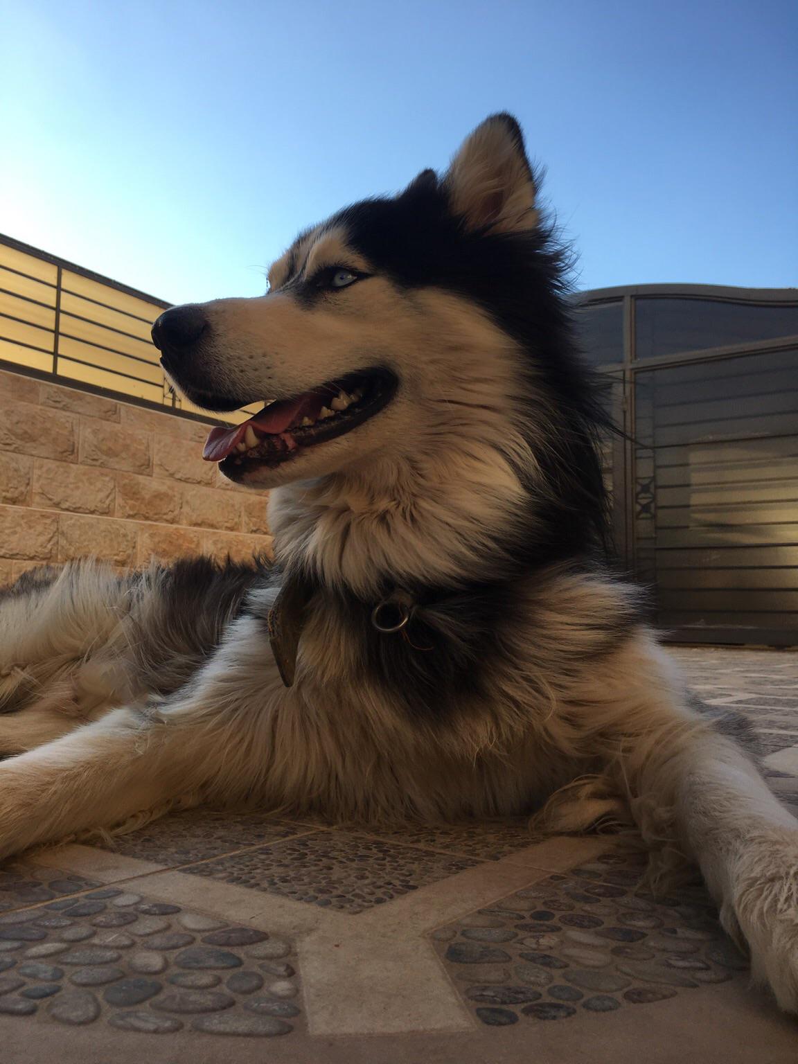 Meet the model Leo! (OC) | Scrolller