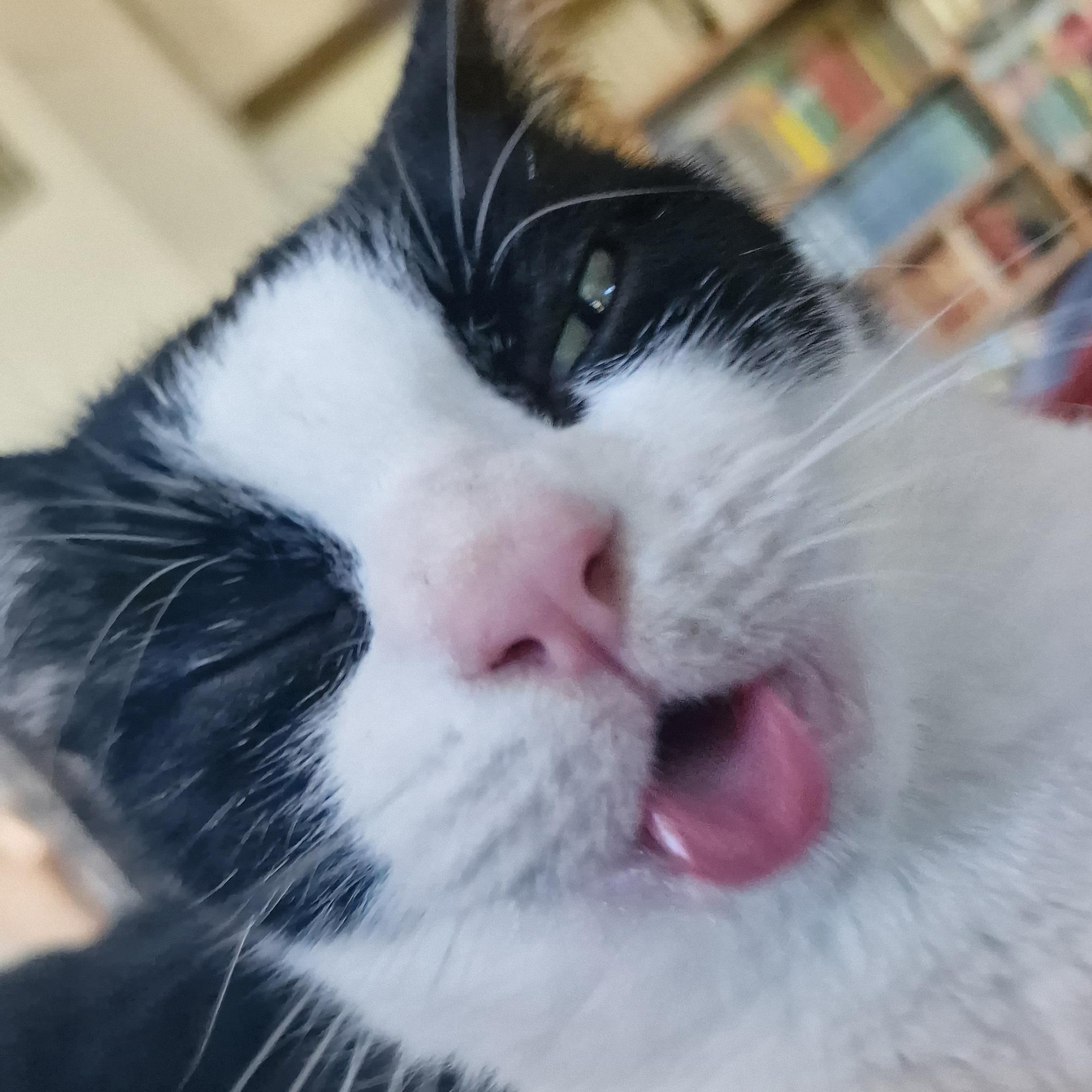 Sleepy Blep | Scrolller