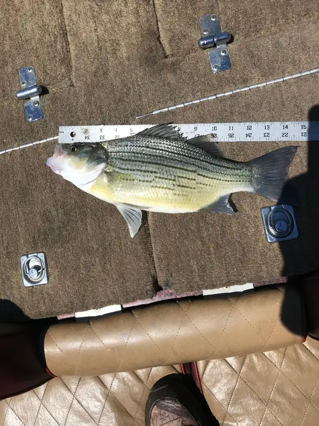 Caught Another Yellow Bass | Scrolller