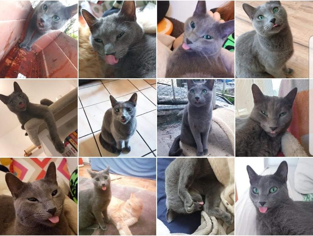 A timeline full of bleps | Scrolller