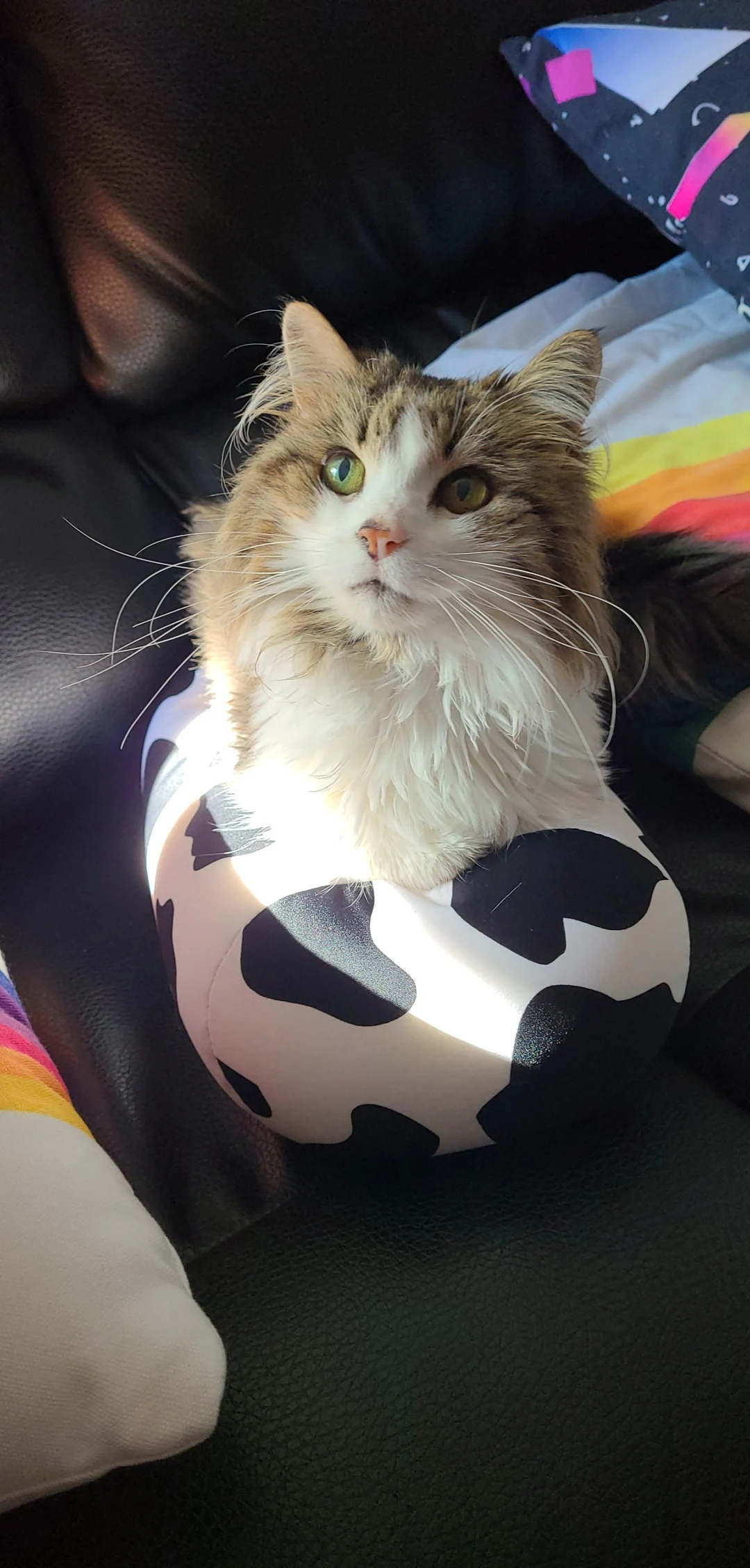 Her Majesty, the esteemed Princess Lola | Scrolller