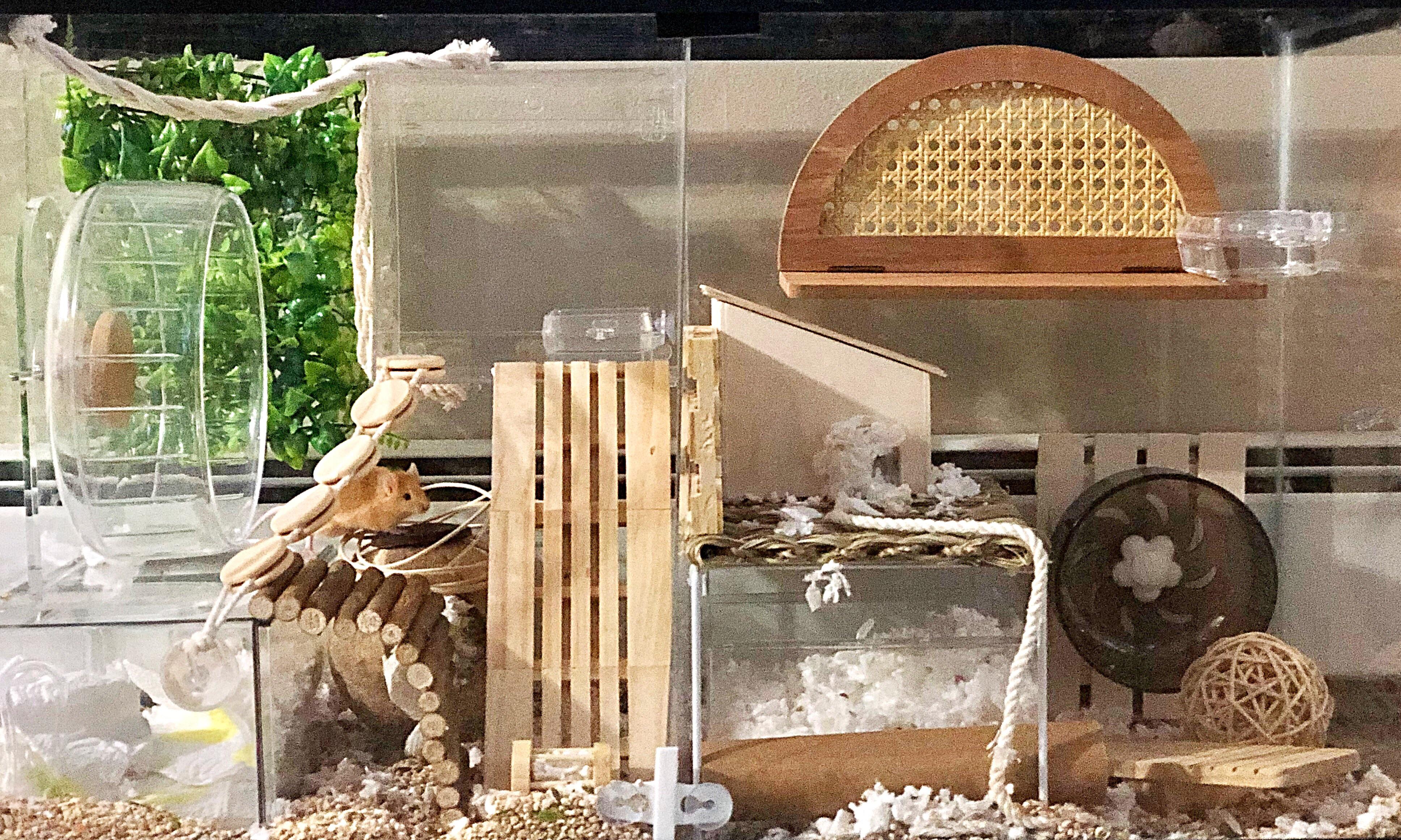 Lynyrd and Stanley's set up this week | Scrolller