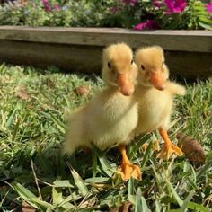 funny ducks | Scrolller