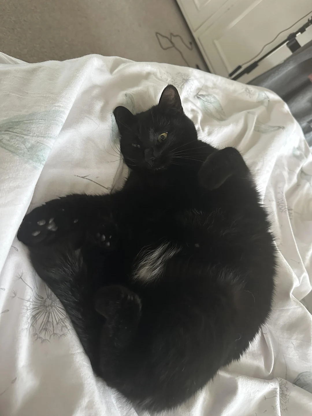 Good morning from Lilo | Scrolller