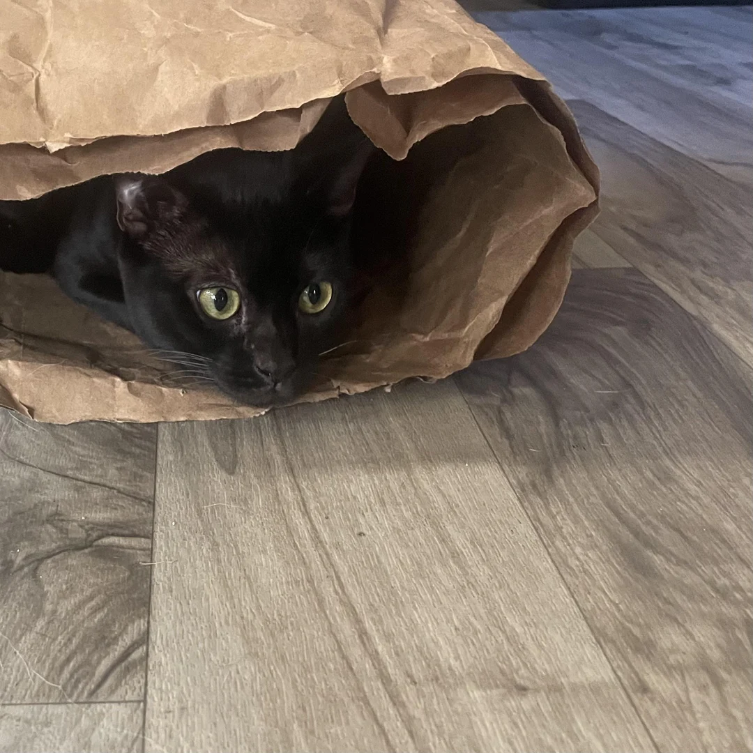 Brown bag kitty trap | Scrolller