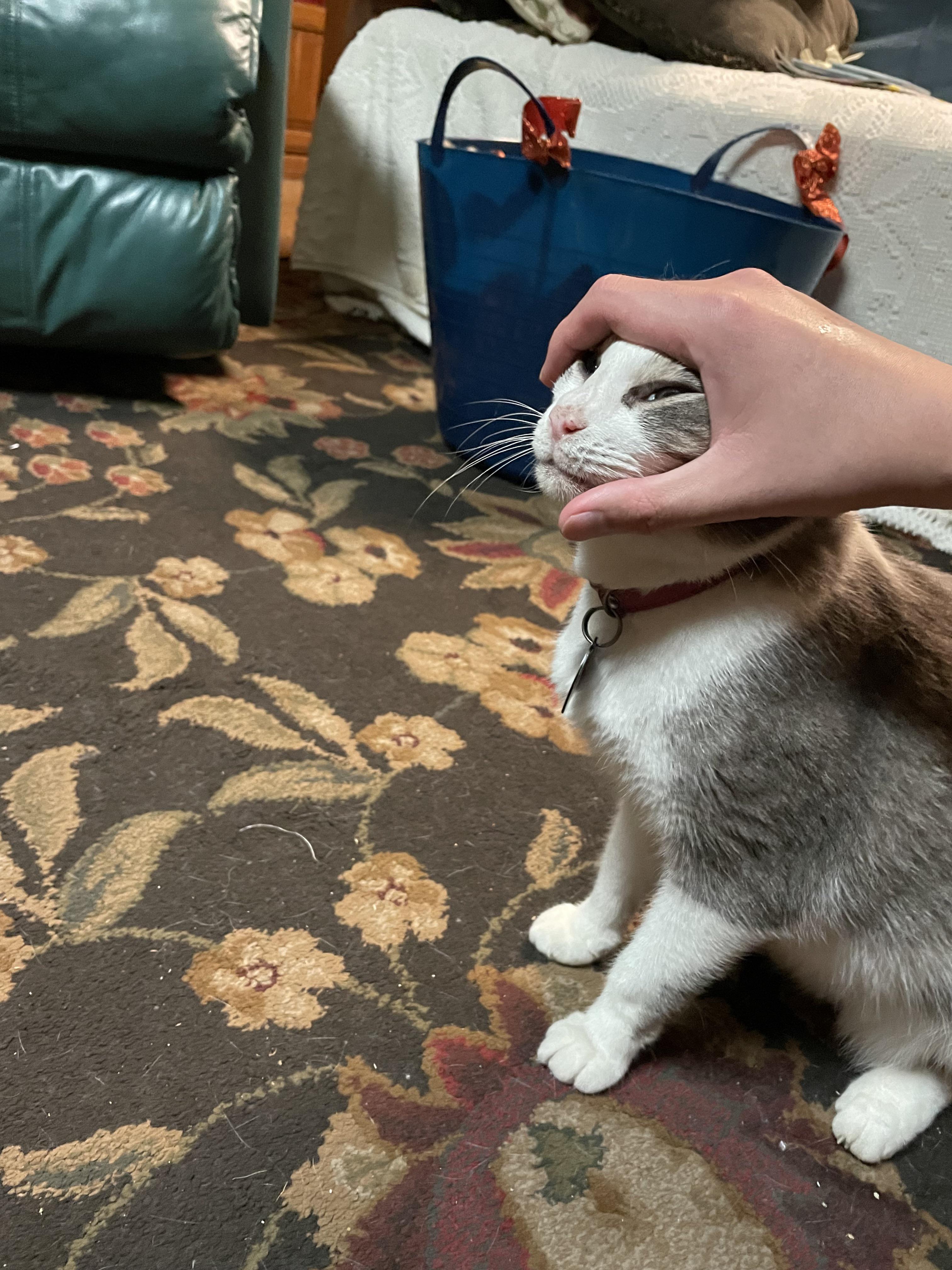 The Beast | Scrolller