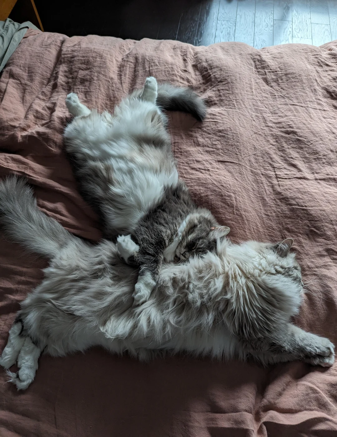 floof takeover | Scrolller