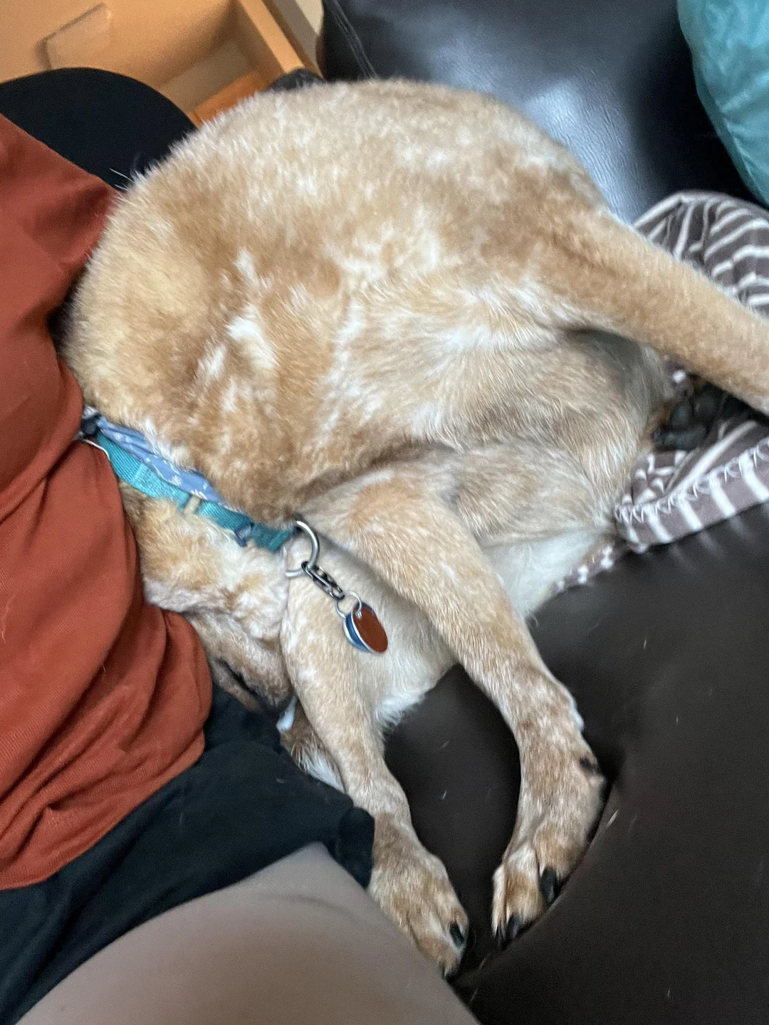 Headless contortionist | Scrolller