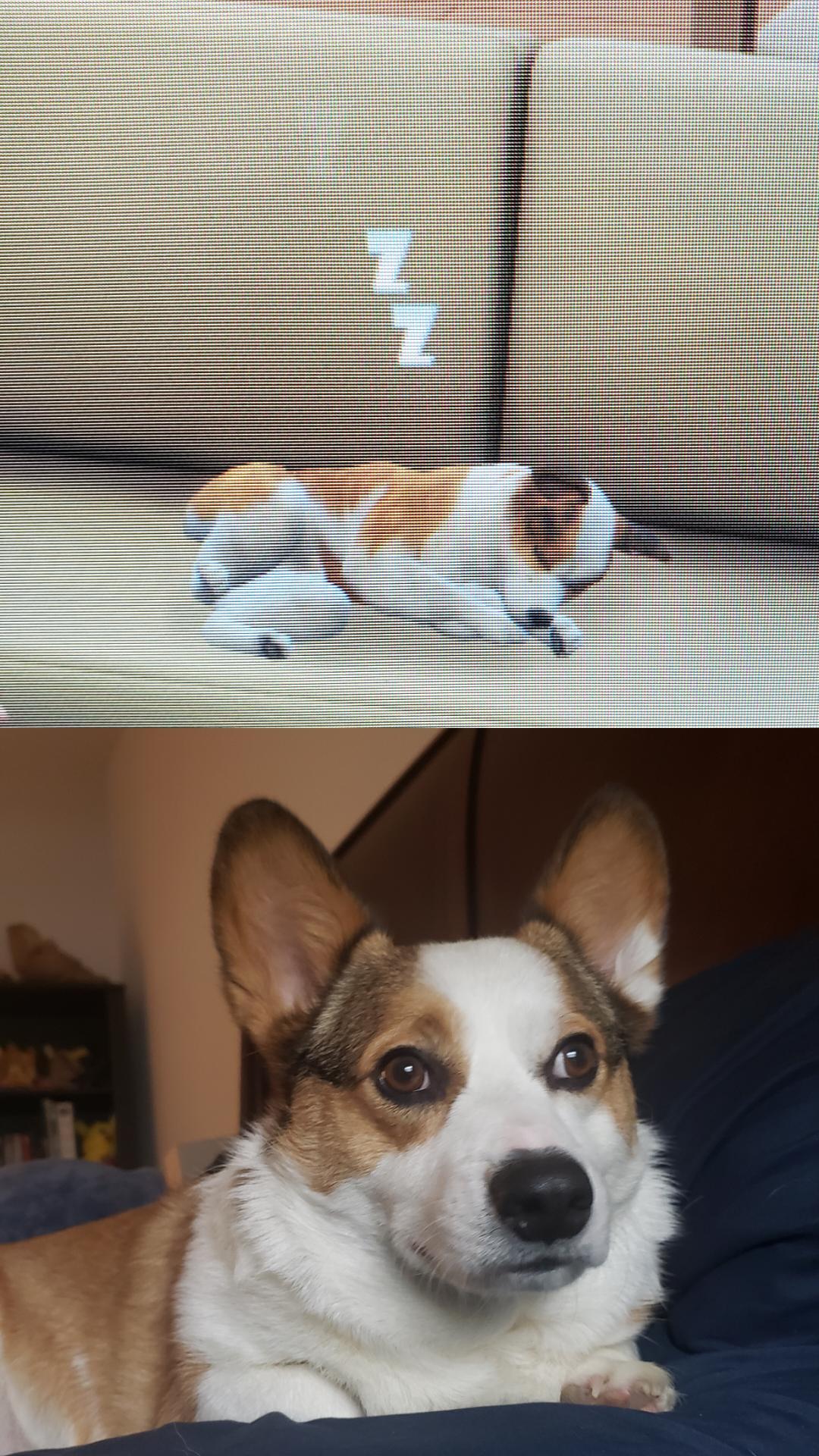 Corgi in Sims 4 | Scrolller