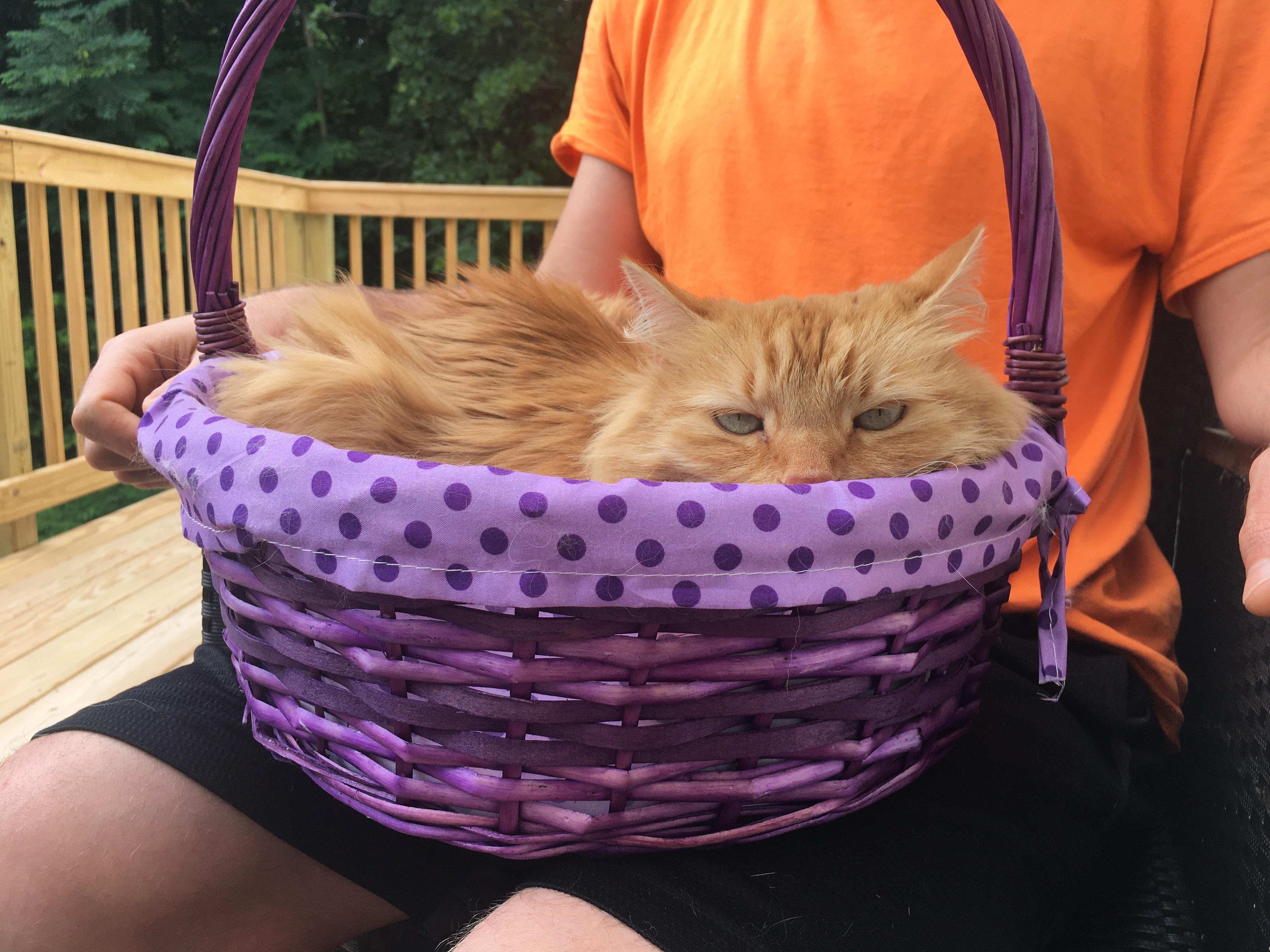 Ms. Ni loves being carried around in her little baskets | Scrolller