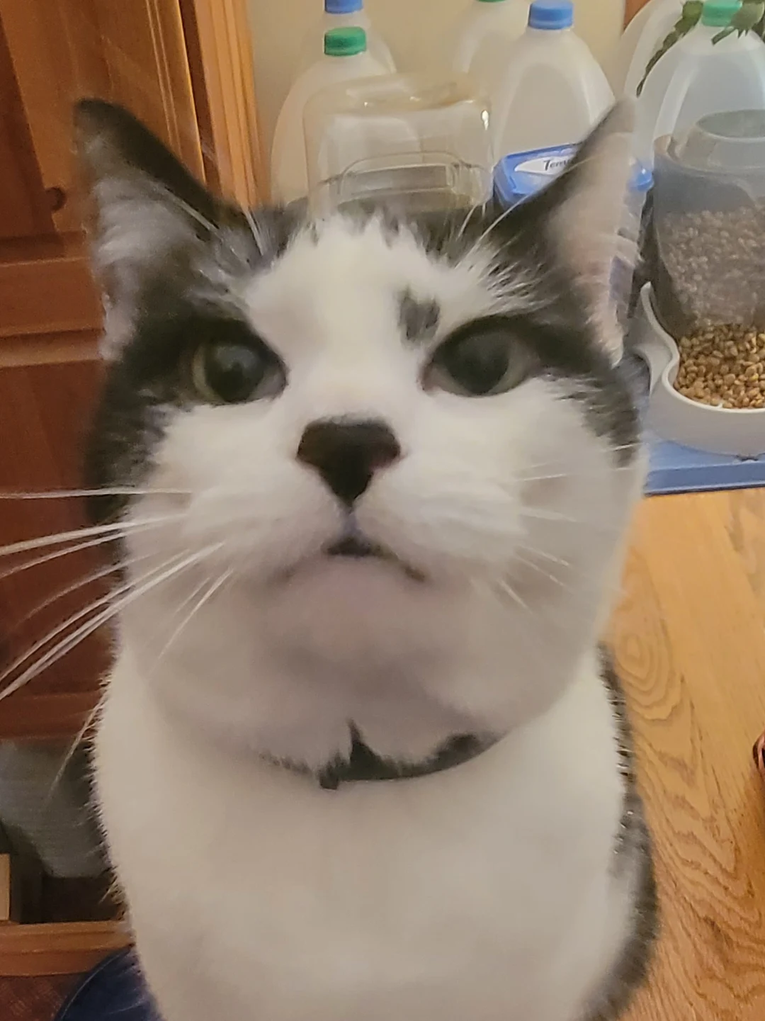 This is Olly, everyone say hi | Scrolller