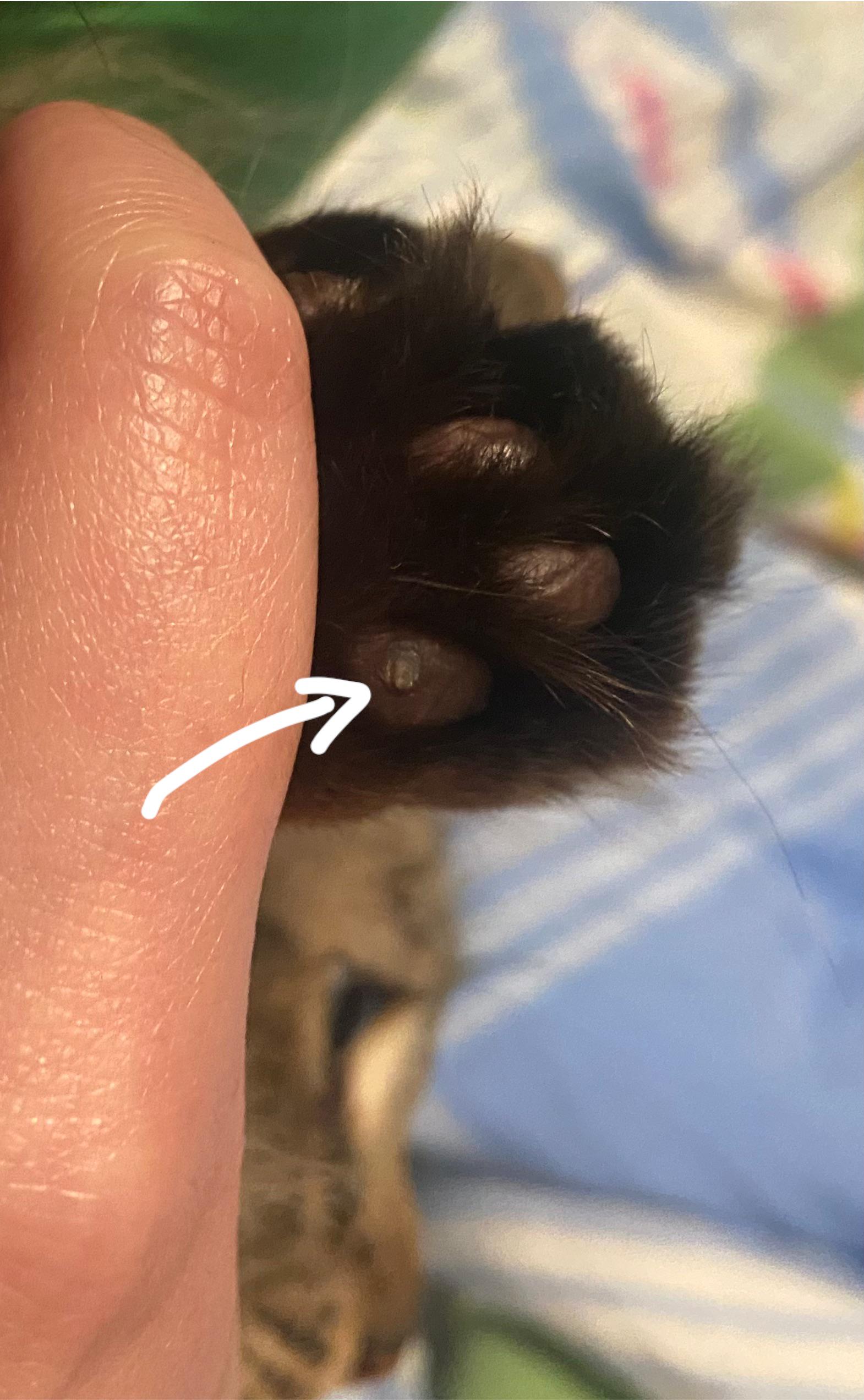 What is this on his paw pad? | Scrolller