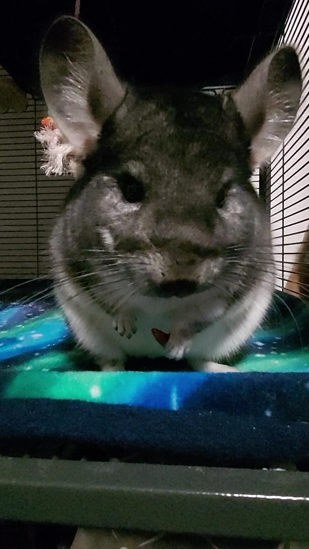 I reached for a hand in my darkest hour, and what came back was a paw | Scrolller