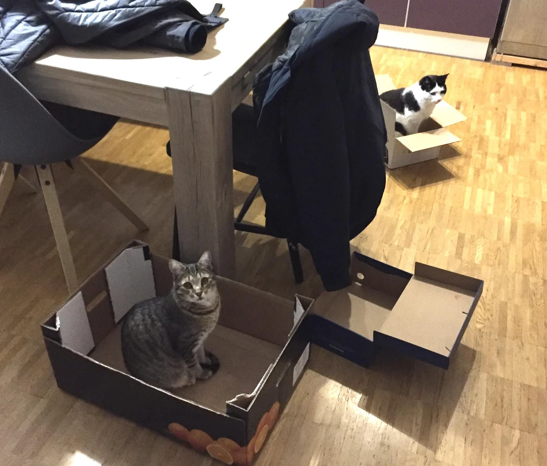Two Cats and their Boxes | Scrolller