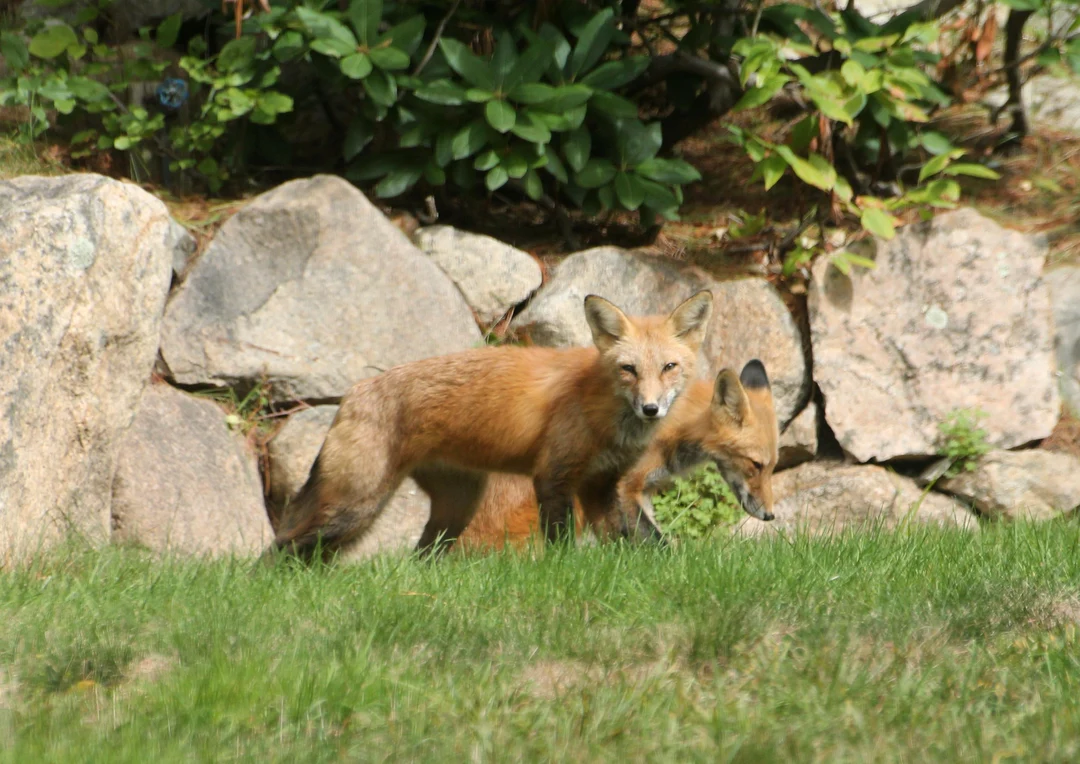 (OC) The kits that were born in our yard this March are still around ...