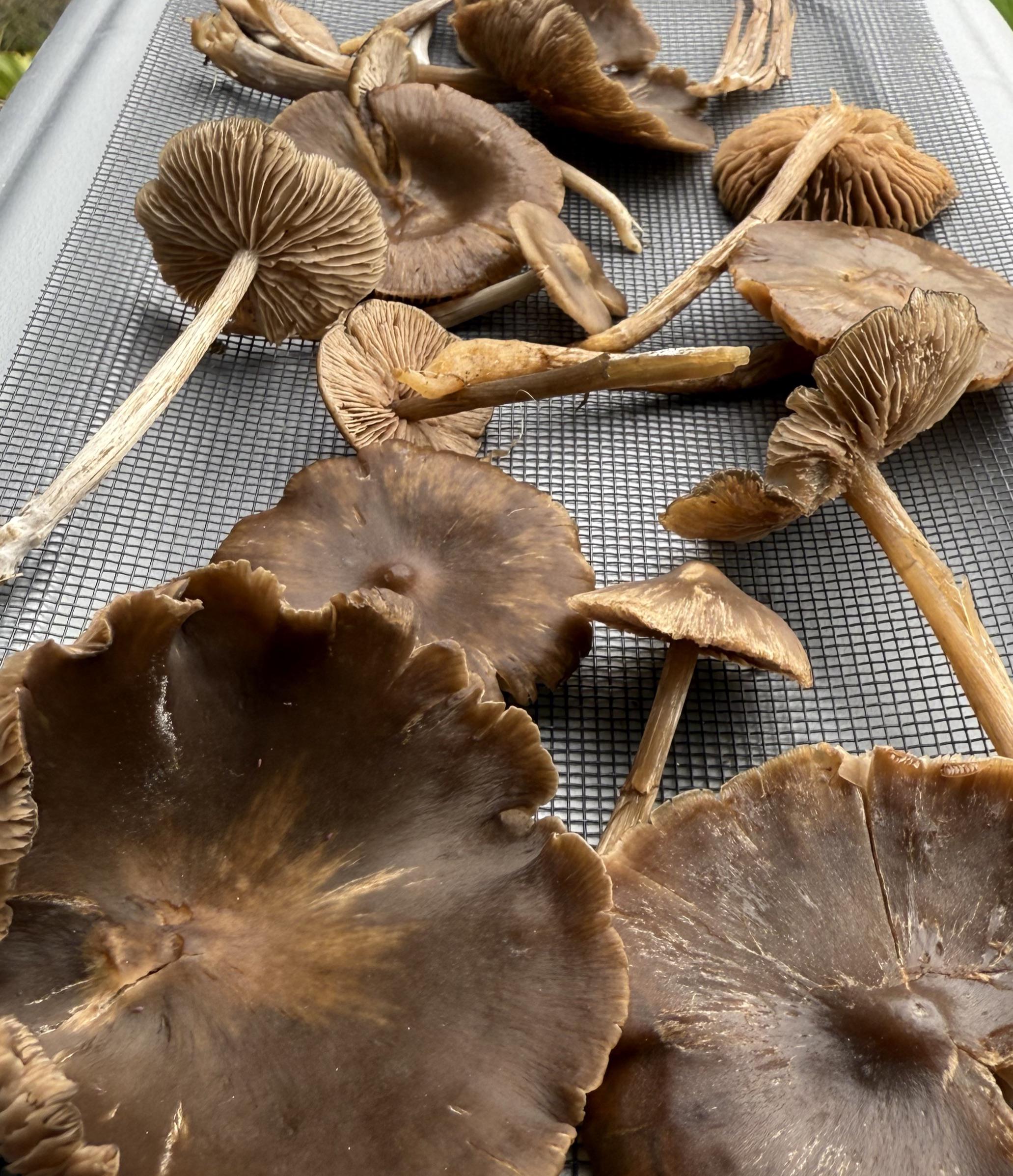 Am I lucky? Are they too far past their prime? | Scrolller