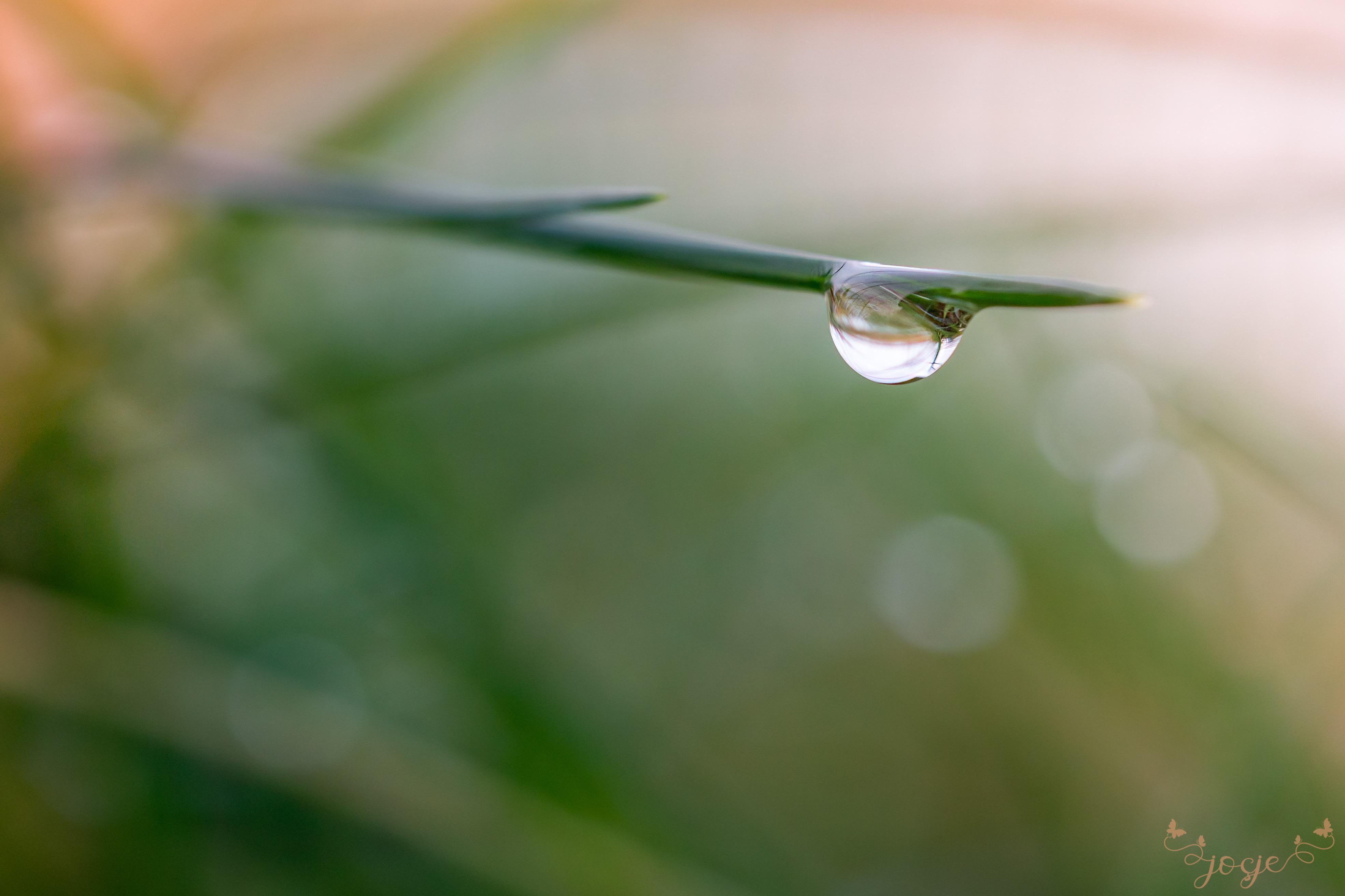 Rain on the grass | Scrolller