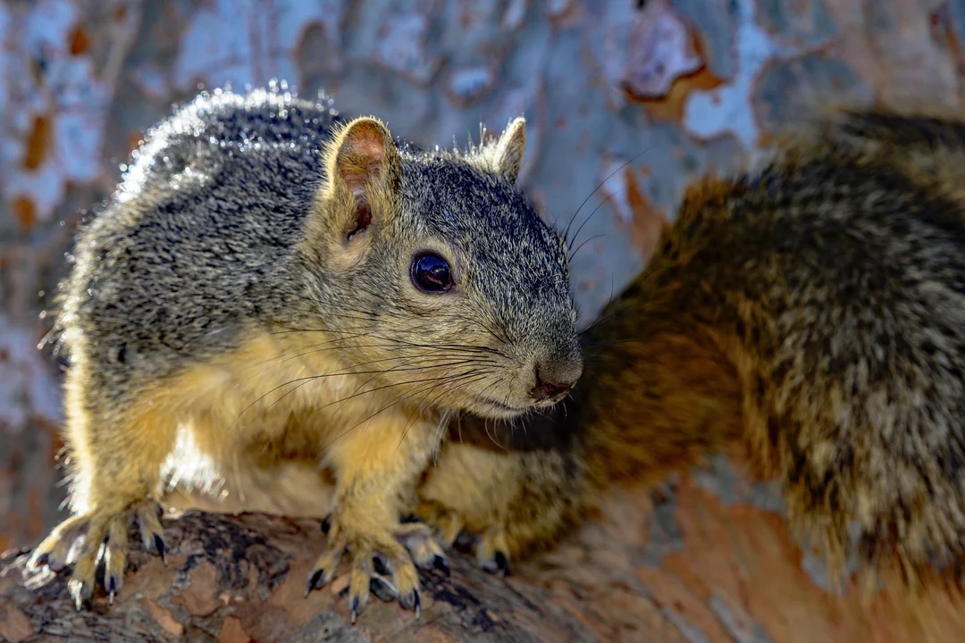 Squirrel | Scrolller